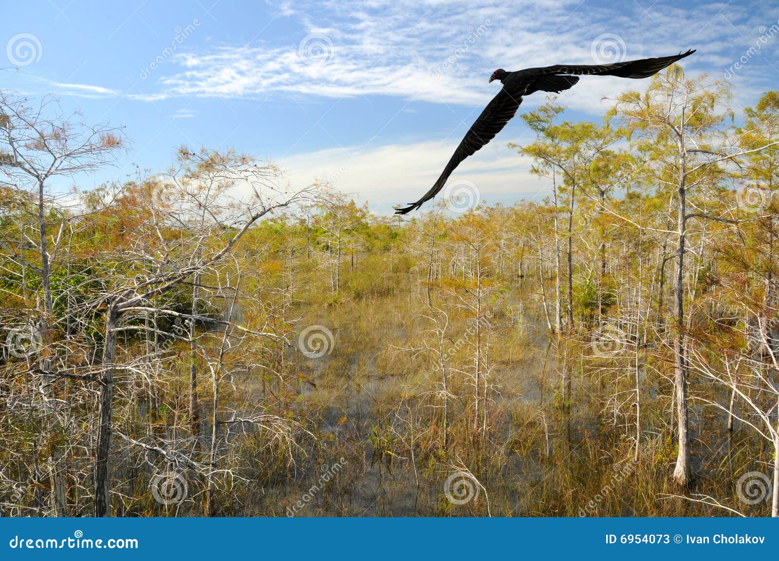 Everglades scenery stock image. Image of everglades, forest - 6954073