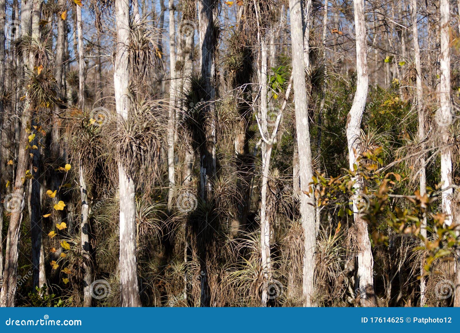 Everglades trees stock image. Image of cypress, america - 17614625