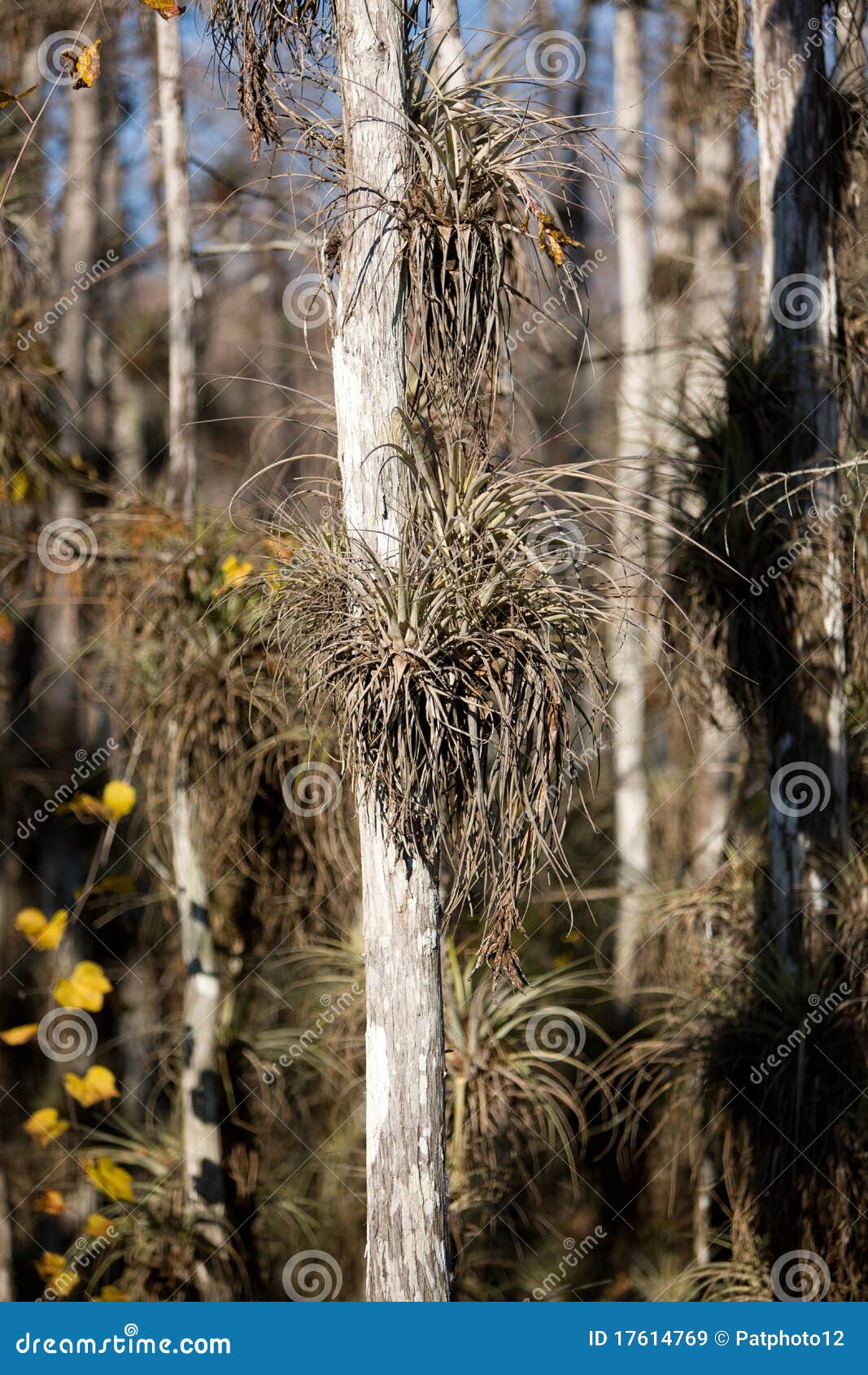 Everglades trees stock image. Image of vegetal, florida - 17614769