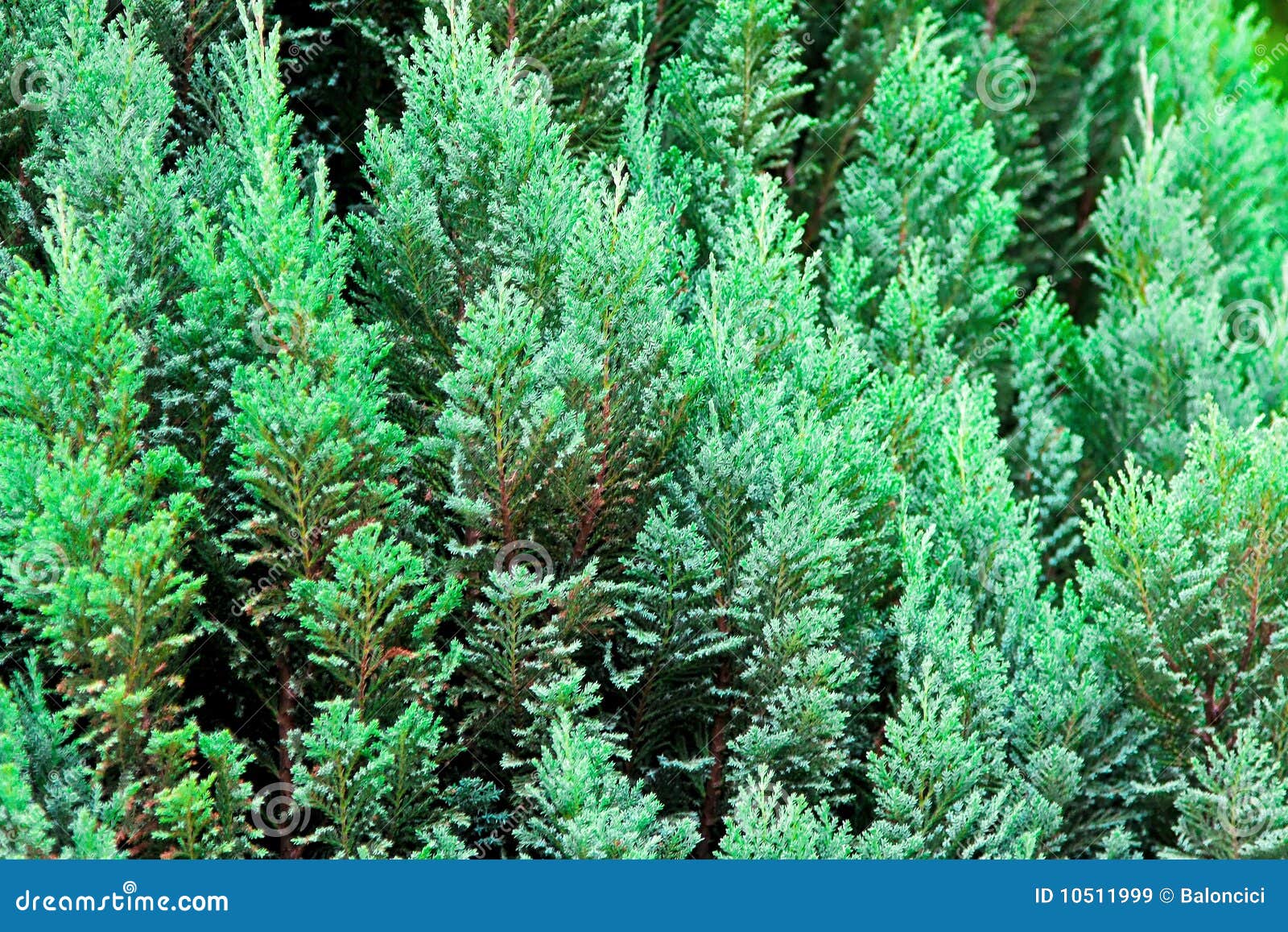 Evergreen background stock image. Image of flora, vegetation - 10511999