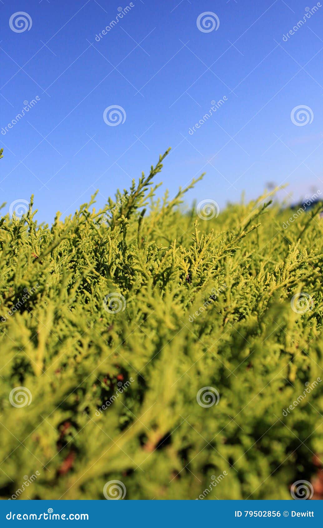 Evergreen Background, Fresh Summer Cypress Leaves. Green Leaves ...