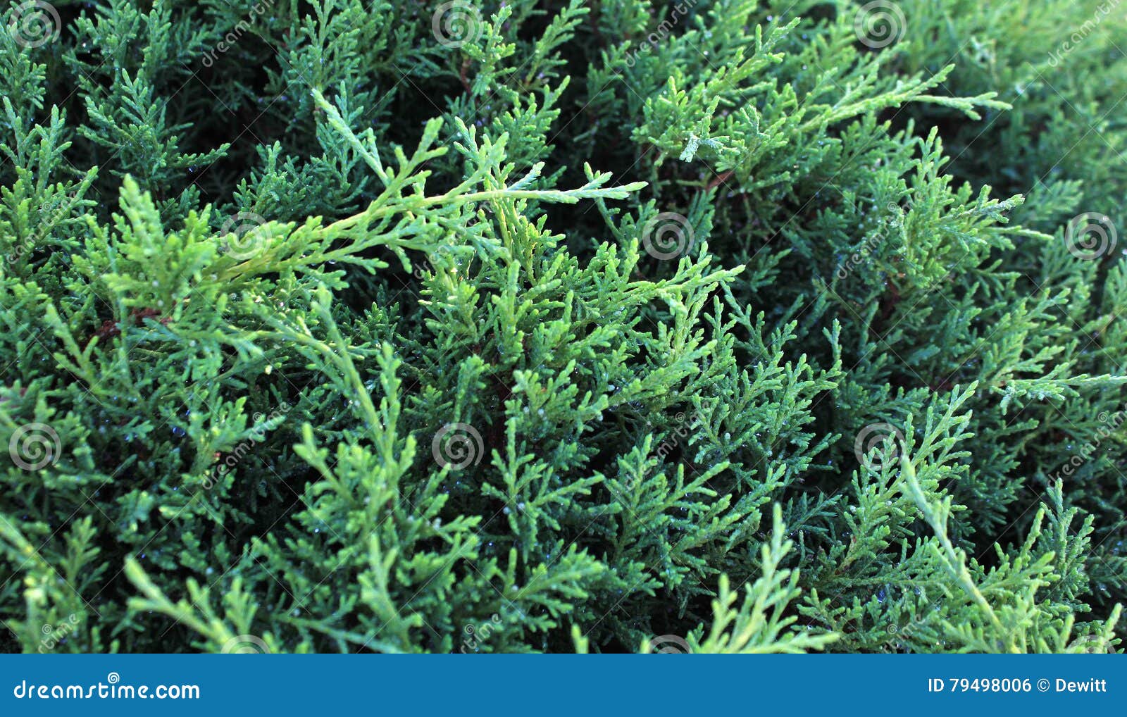 Evergreen background stock photo. Image of bush, evergreen - 79498006