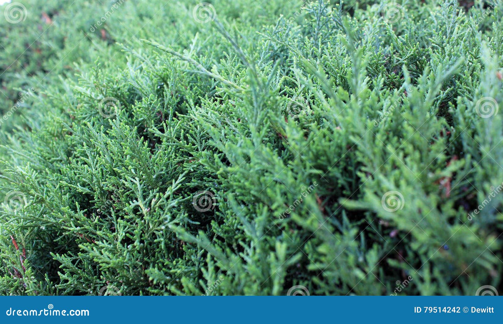 Evergreen background stock photo. Image of cedar, evergreen - 79514242