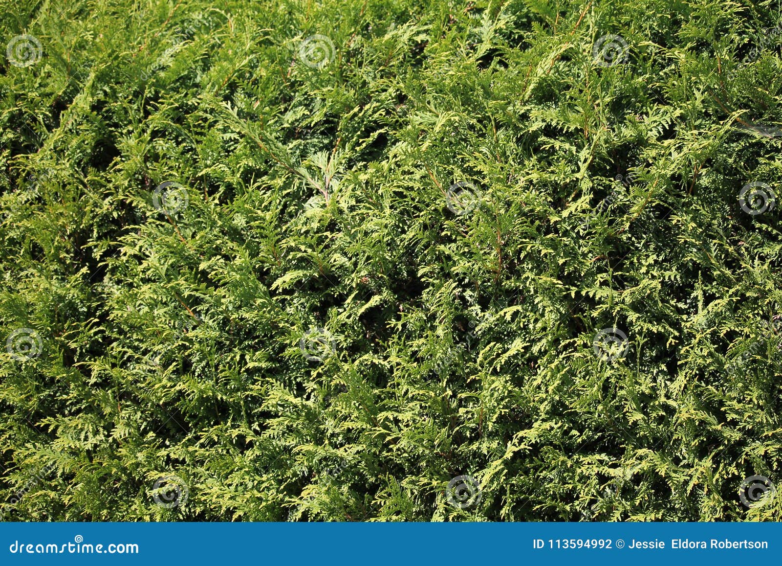 Evergreen Background of Green Stock Photo - Image of coniferous, green ...