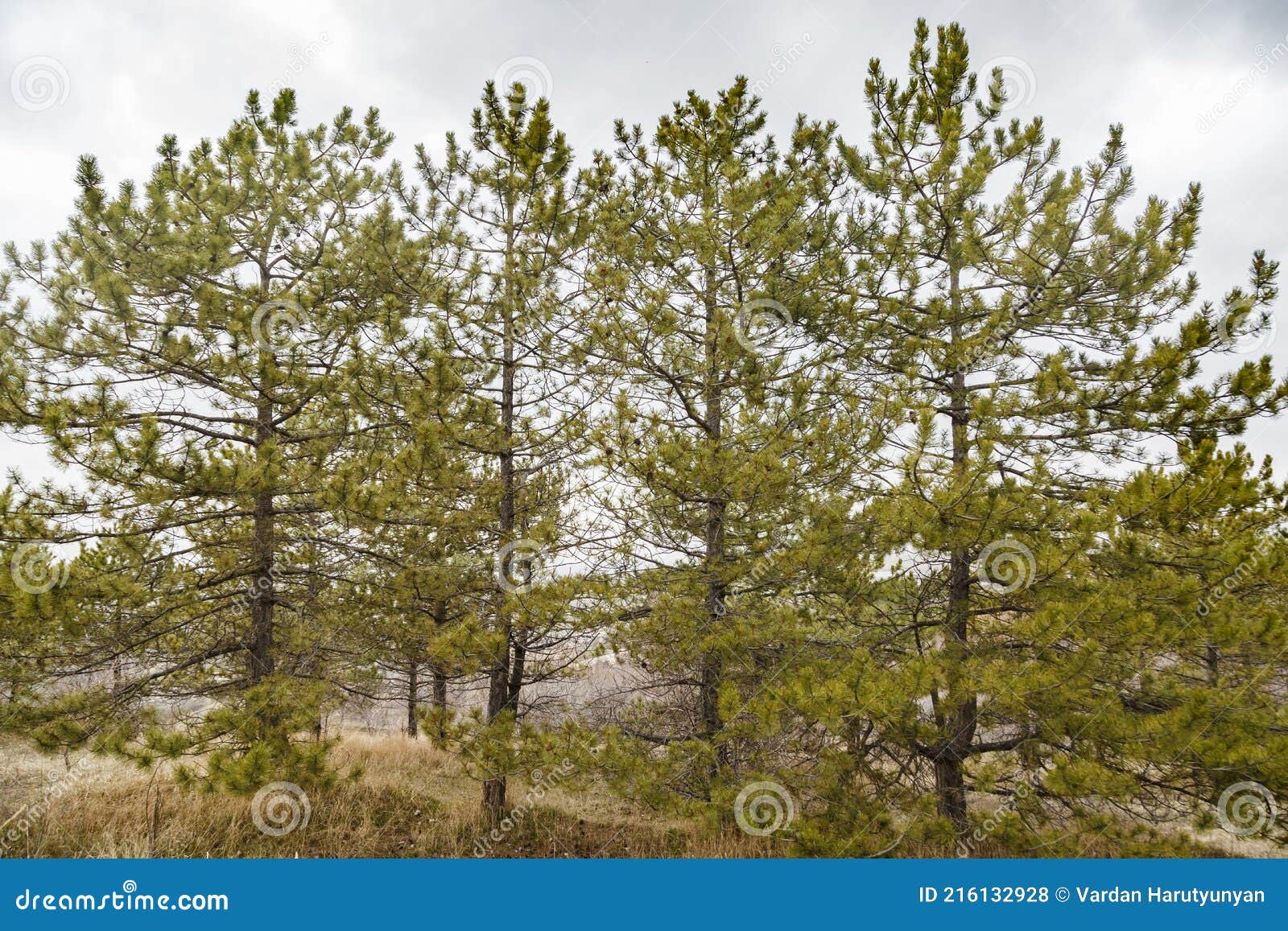 Evergreen Beautiful Branchy Tree With Scaly Leaves Royalty-Free Stock ...