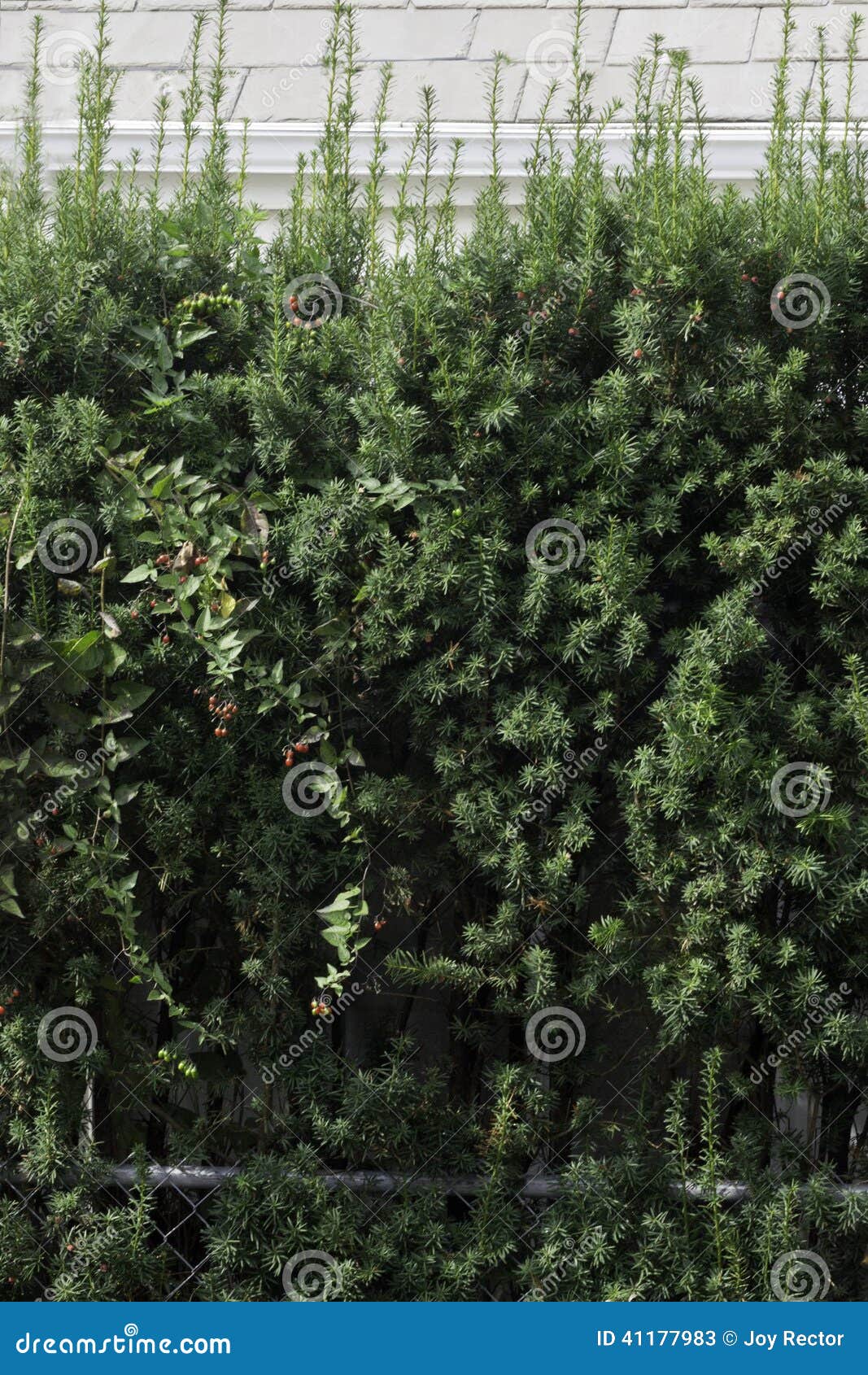 Evergreen and Berries stock image. Image of natural, banches - 41177983