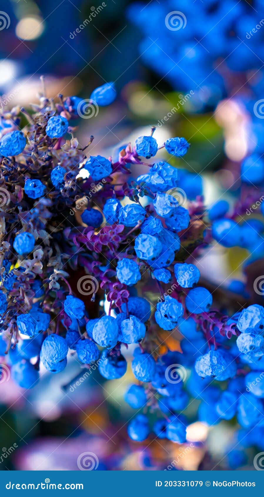 Evergreen Blue Berry Bushel Stock Image - Image of common, conifer ...