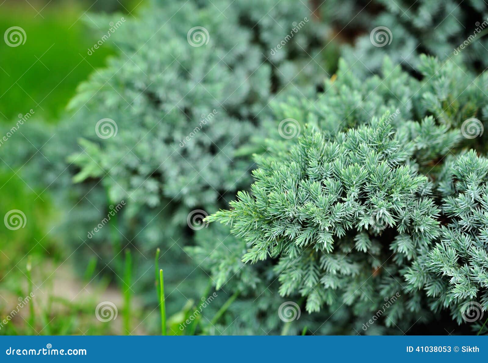 Evergreen Blue Juniper Bush Stock Image - Image of closeup, nature ...