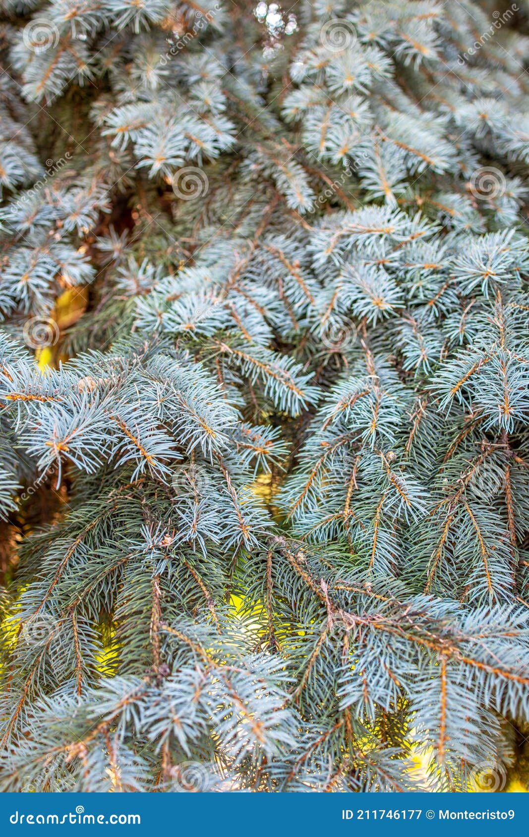 Evergreen Blue Spruce Tree Background Backdrop. Close Up Stock Image ...