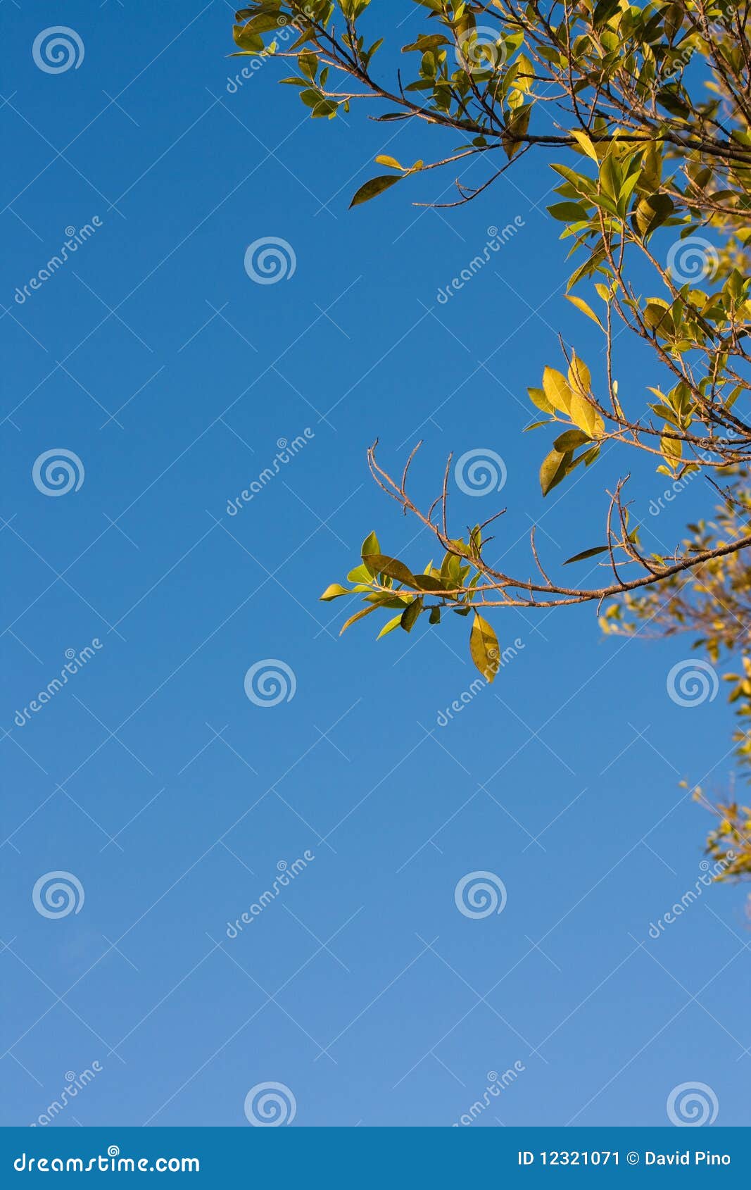 Evergreen border stock image. Image of outside, leaves - 12321071