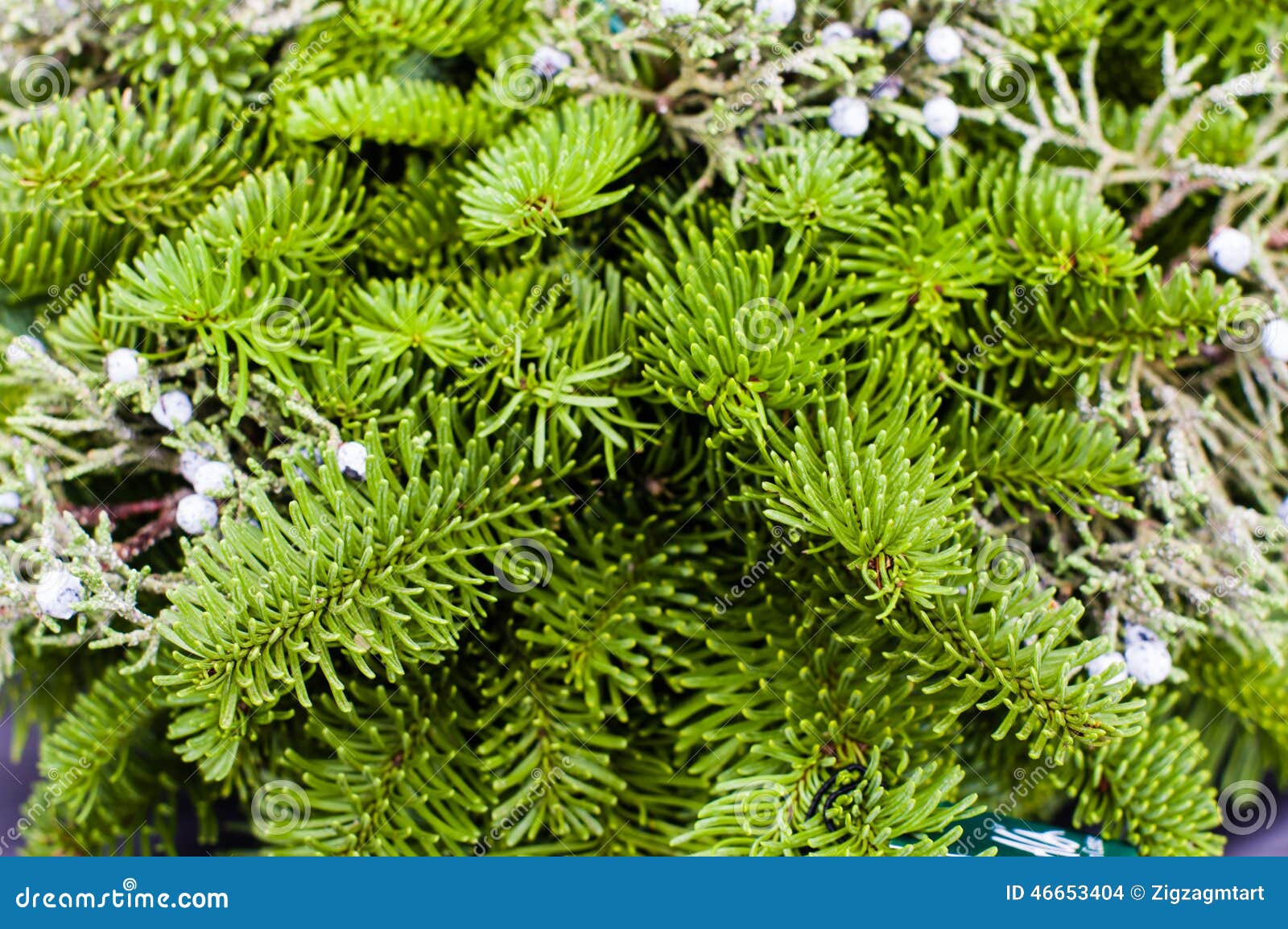 Evergreen Boughs with Juniper Berries Stock Photo - Image of berries ...