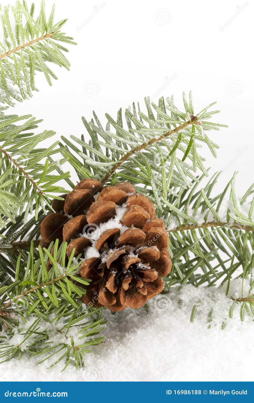 Evergreen Branch with Cone-vertical Stock Photo - Image of pinecone ...