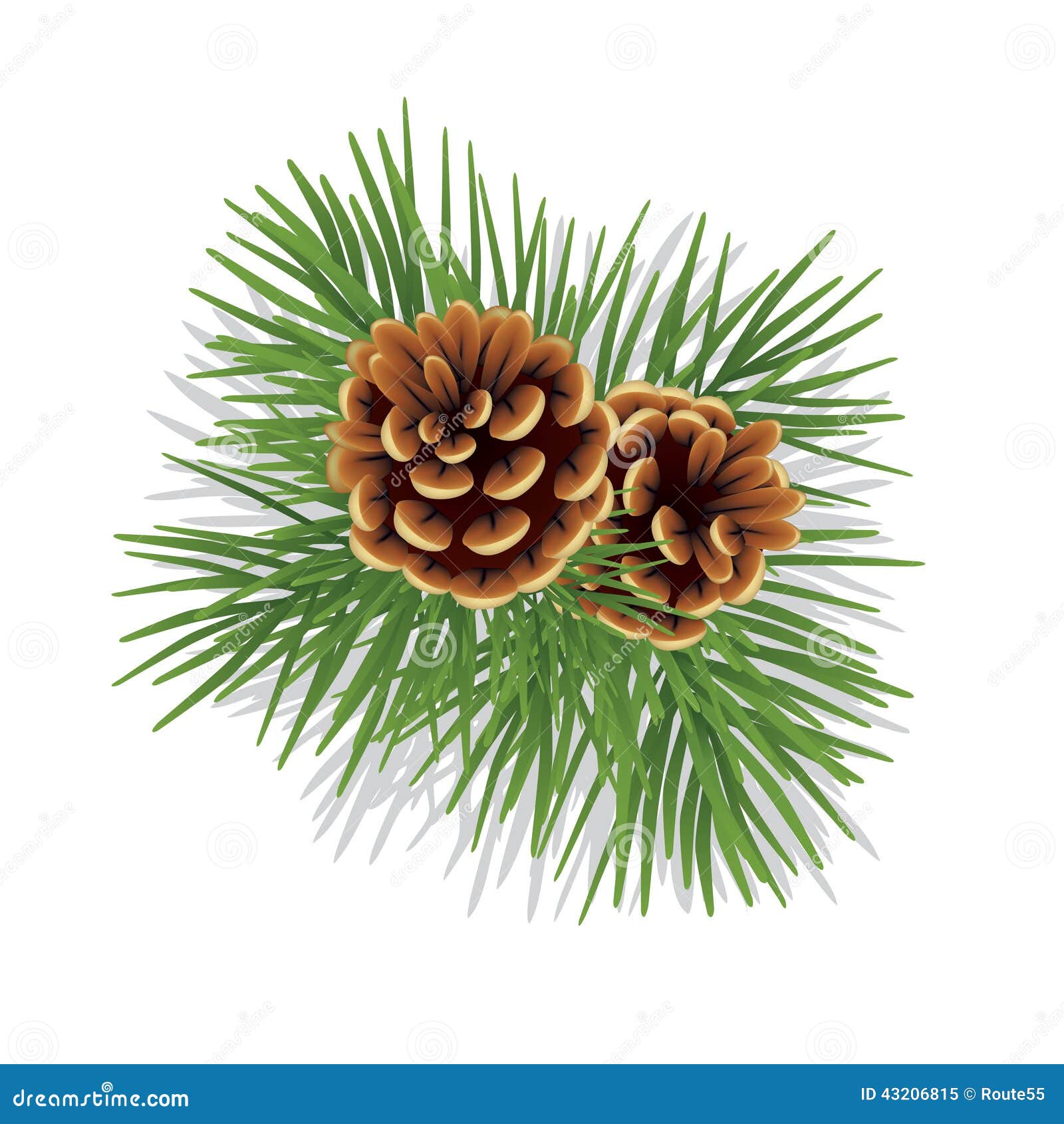 Evergreen Branch with Cones Stock Vector - Illustration of pine, brown ...