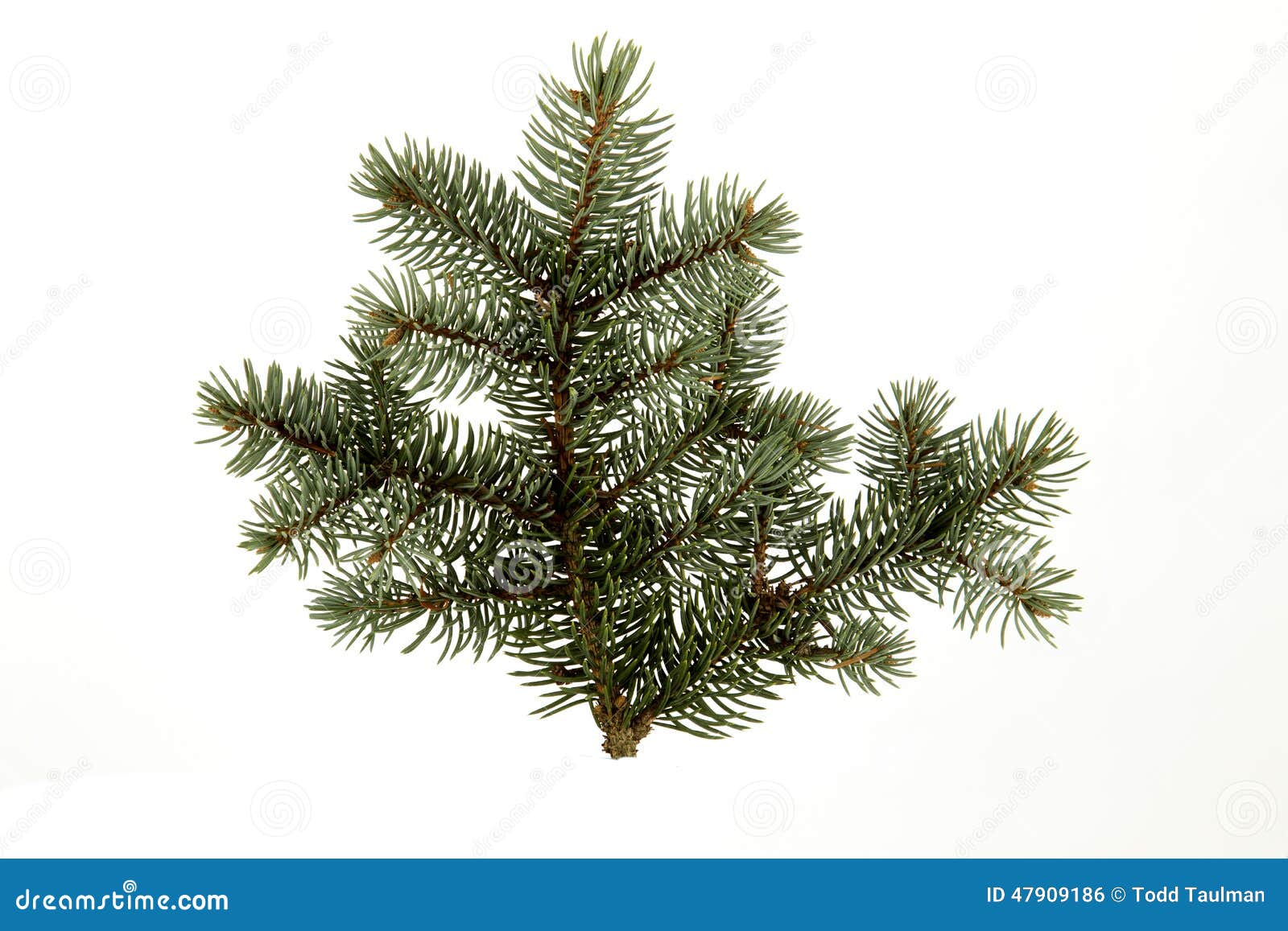 Evergreen Branch stock photo. Image of white, brush, evergreen - 47909186