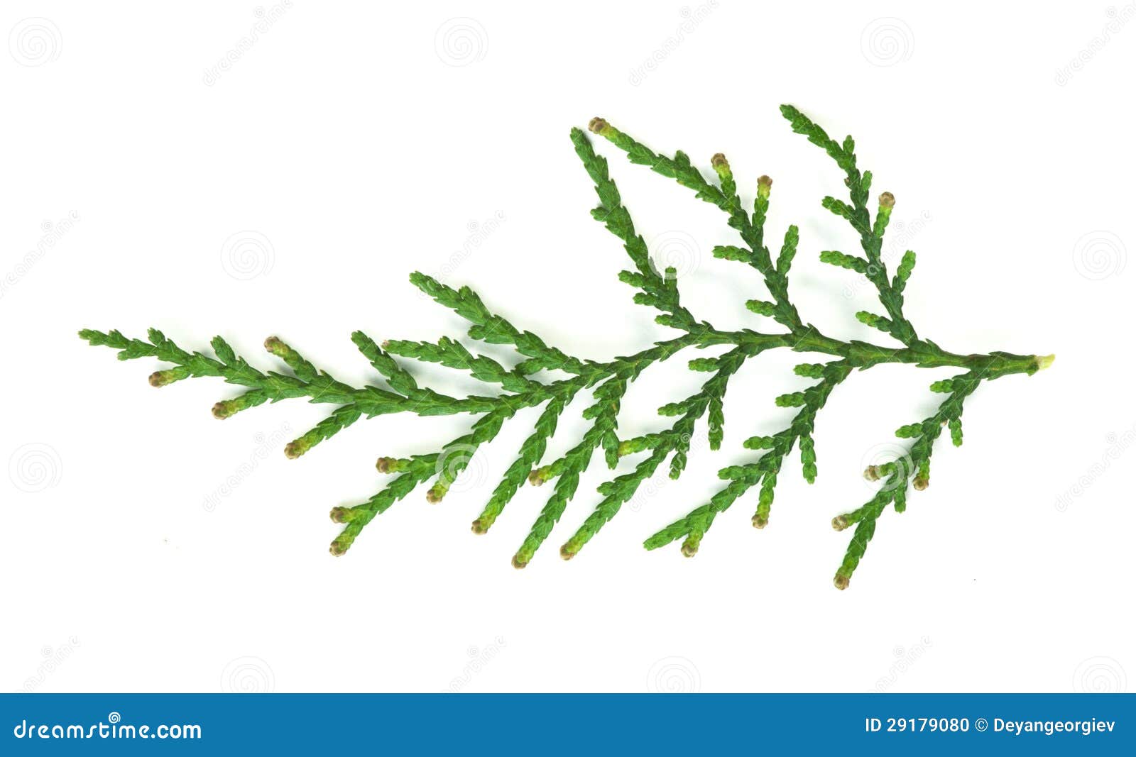 Evergreen Branch White Isolated Stock Photo - Image of branch, border ...
