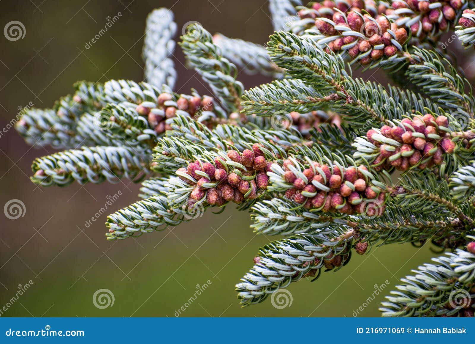 Evergreen Branches with Pine Cones Stock Image - Image of wisconsin ...