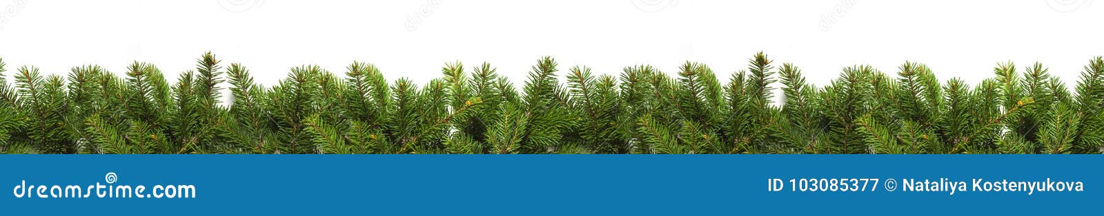 Evergreen Branches on White Stock Image - Image of template, branch ...