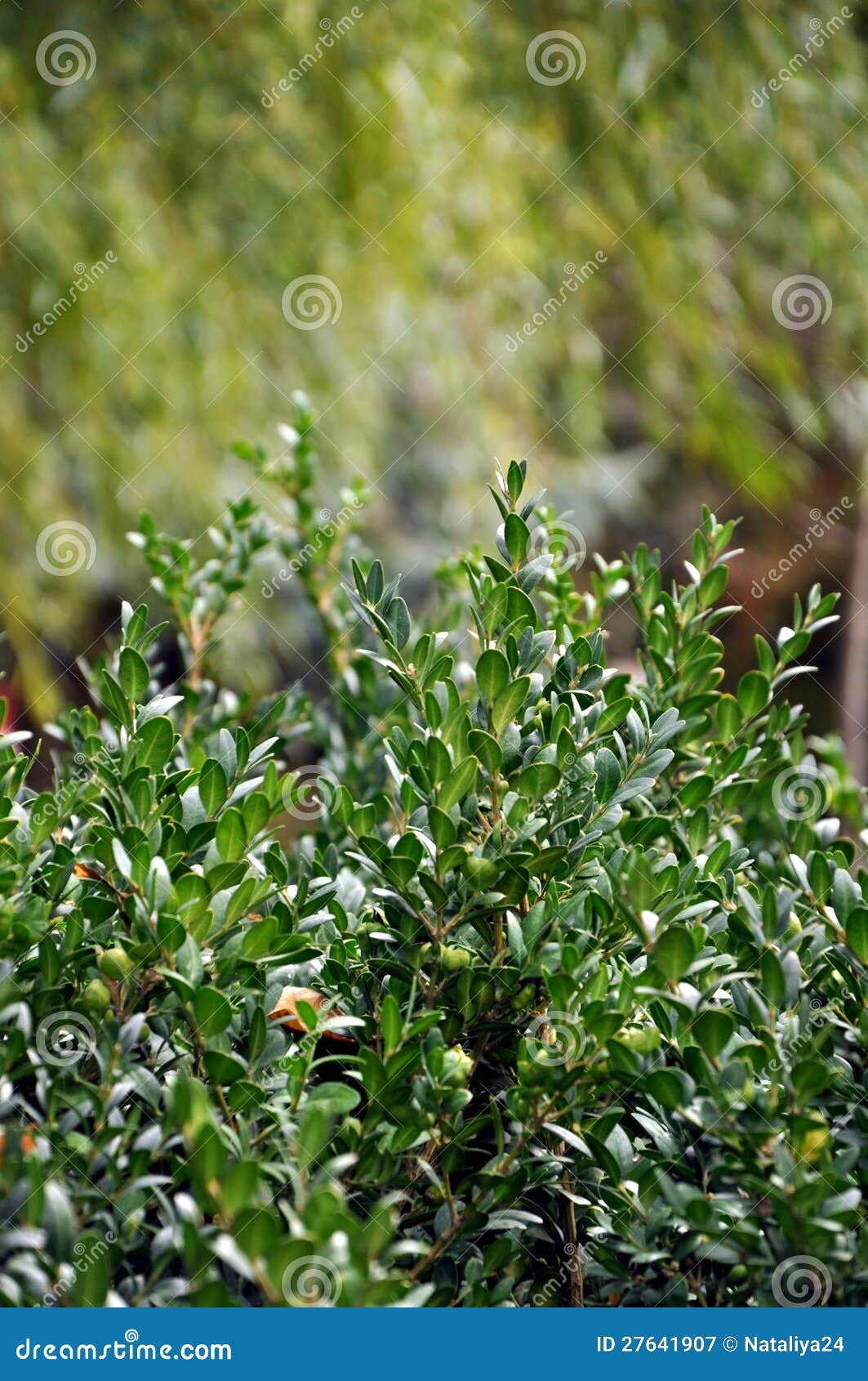 An evergreen Bush boxwood stock image. Image of fence - 27641907