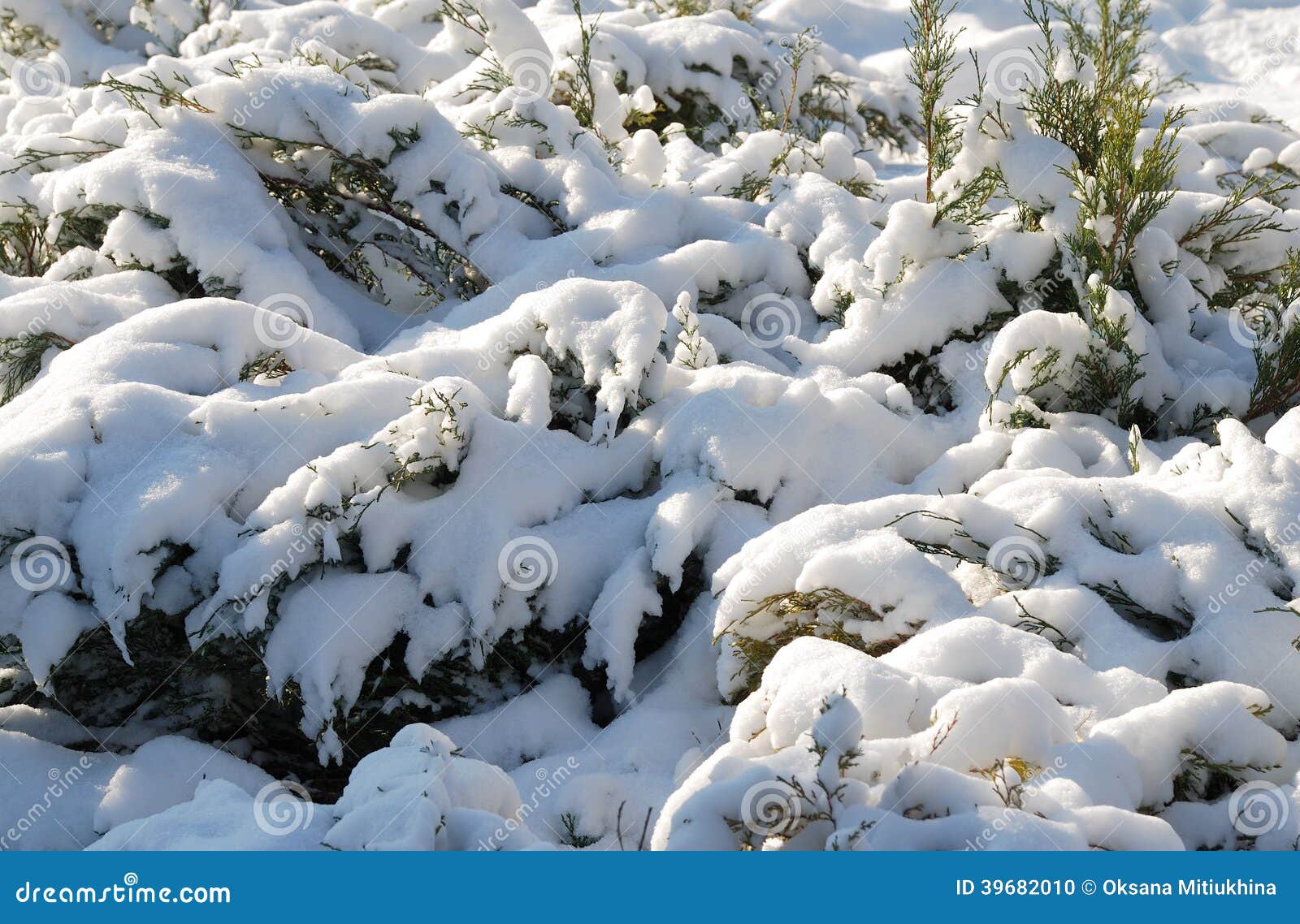 Evergreen Bush Covered with Snow Stock Photo - Image of coniferous ...