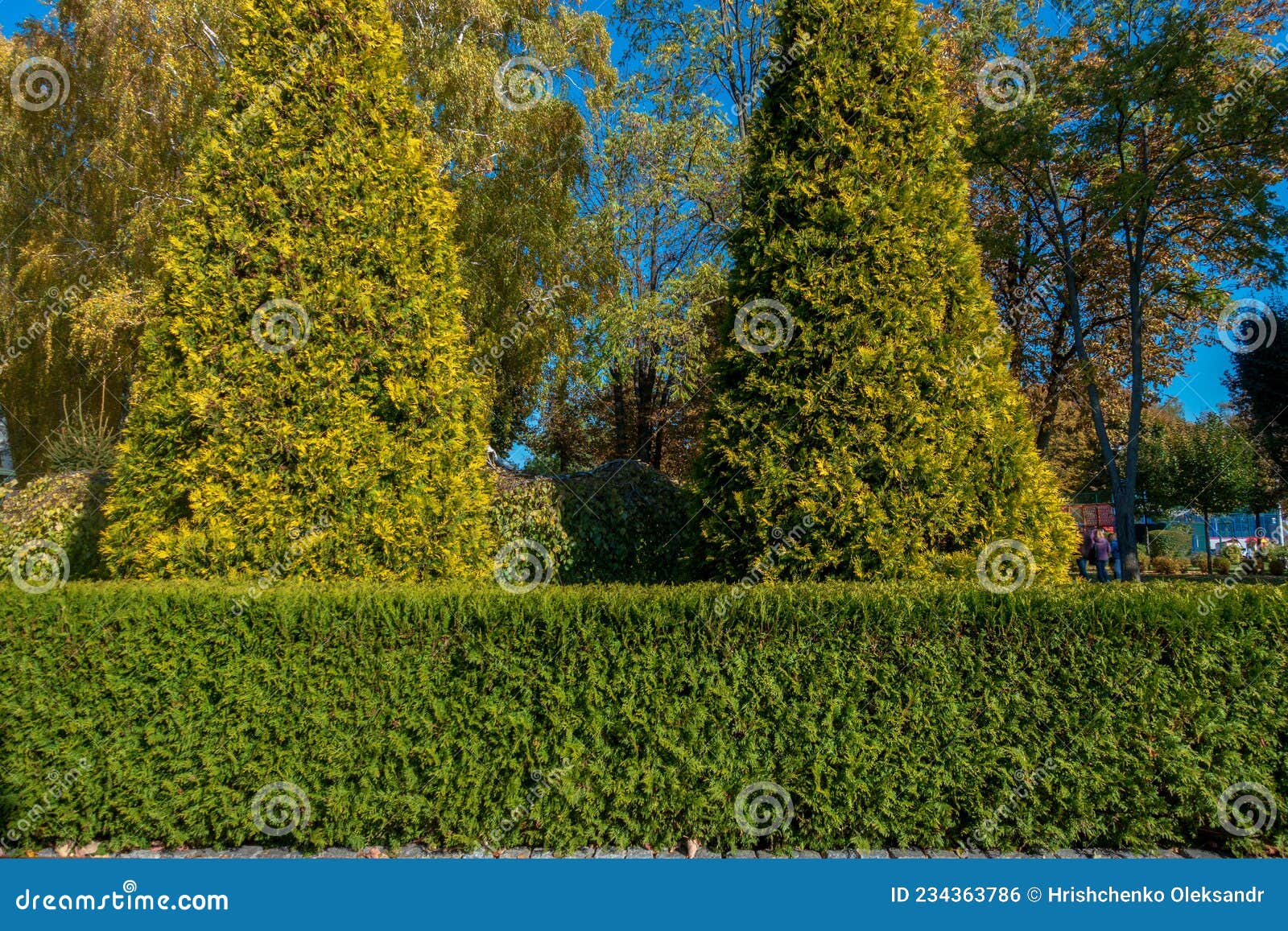 Evergreen Bush Fence in the Park Stock Photo - Image of ecology, growth ...