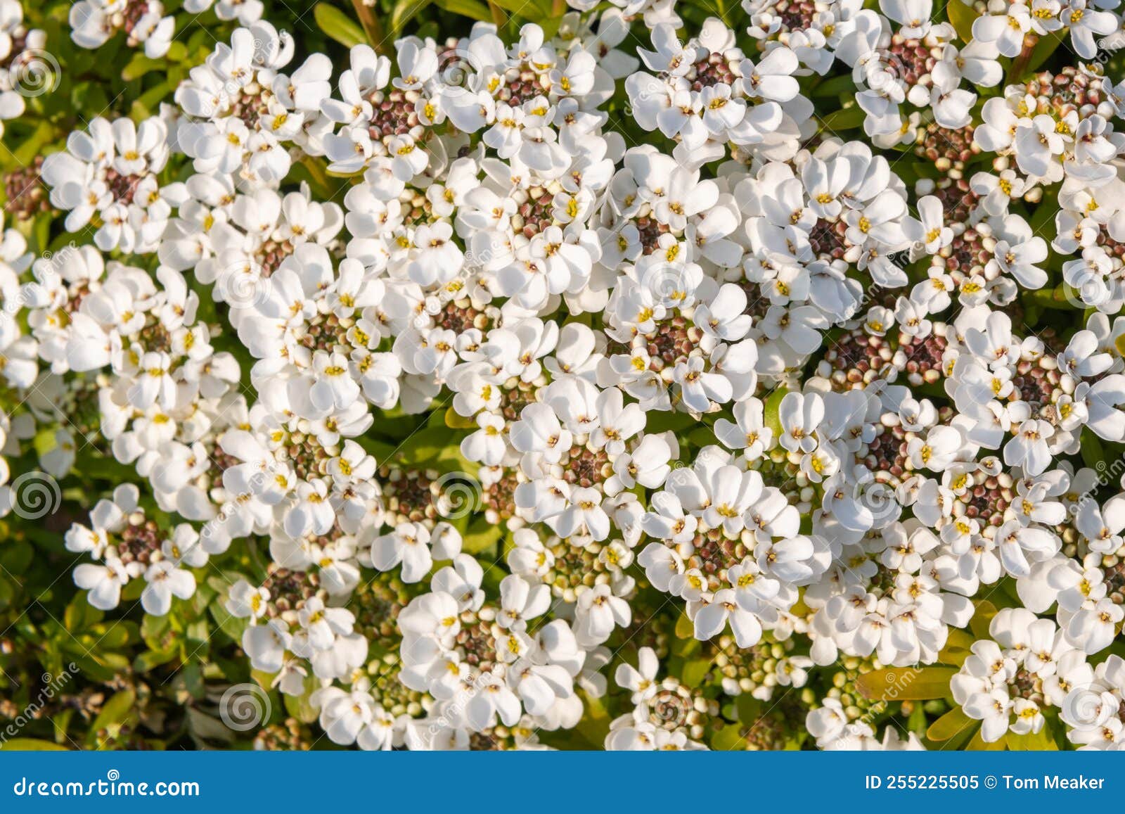 Evergreen Candytuft Iberis Sempervirens Flowers Stock Image - Image of ...