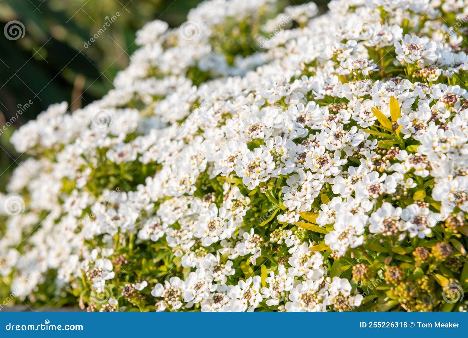 Evergreen Candytuft Iberis Sempervirens Flowers Stock Photo - Image of ...
