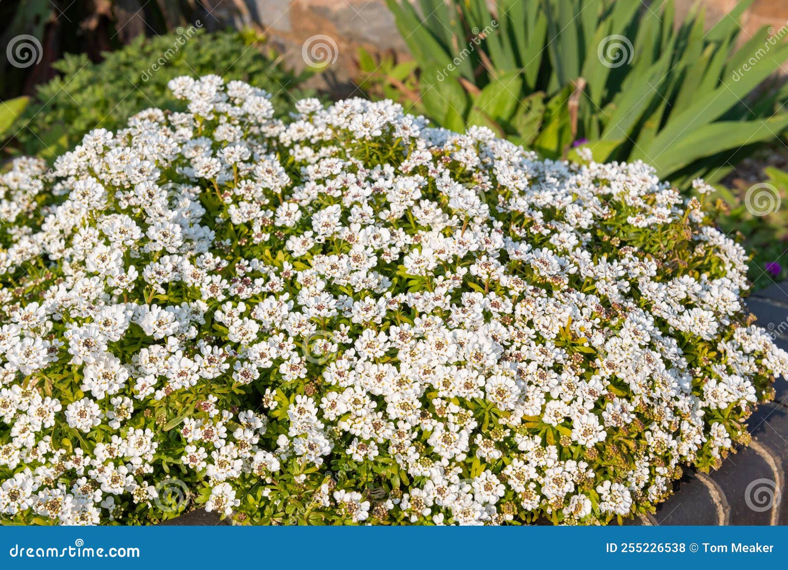 Evergreen Candytuft Iberis Sempervirens Flowers Stock Photo - Image of ...