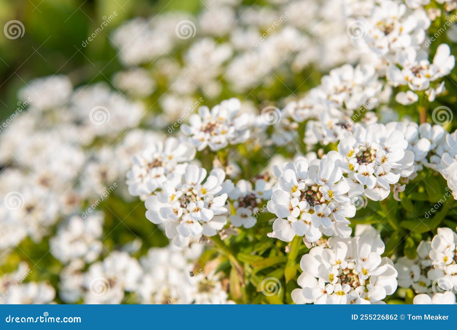 Evergreen Candytuft Iberis Sempervirens Flowers Stock Photo - Image of ...