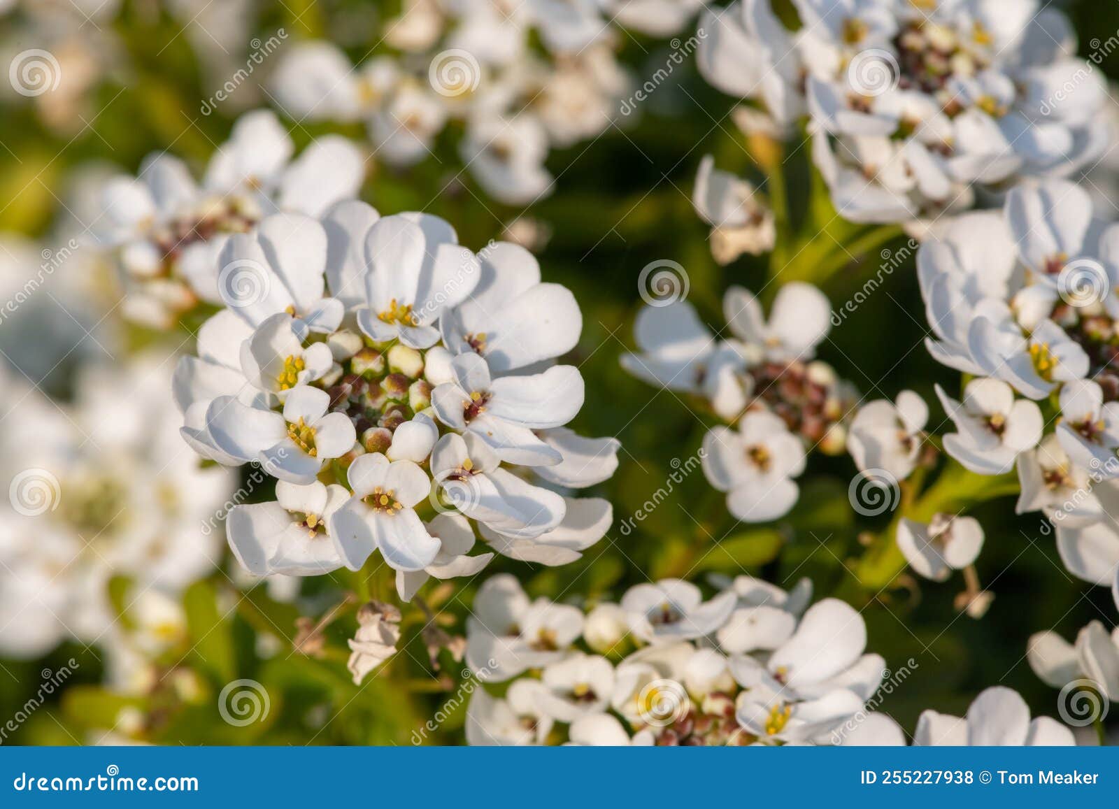 Evergreen Candytuft Iberis Sempervirens Flowers Stock Photo - Image of ...