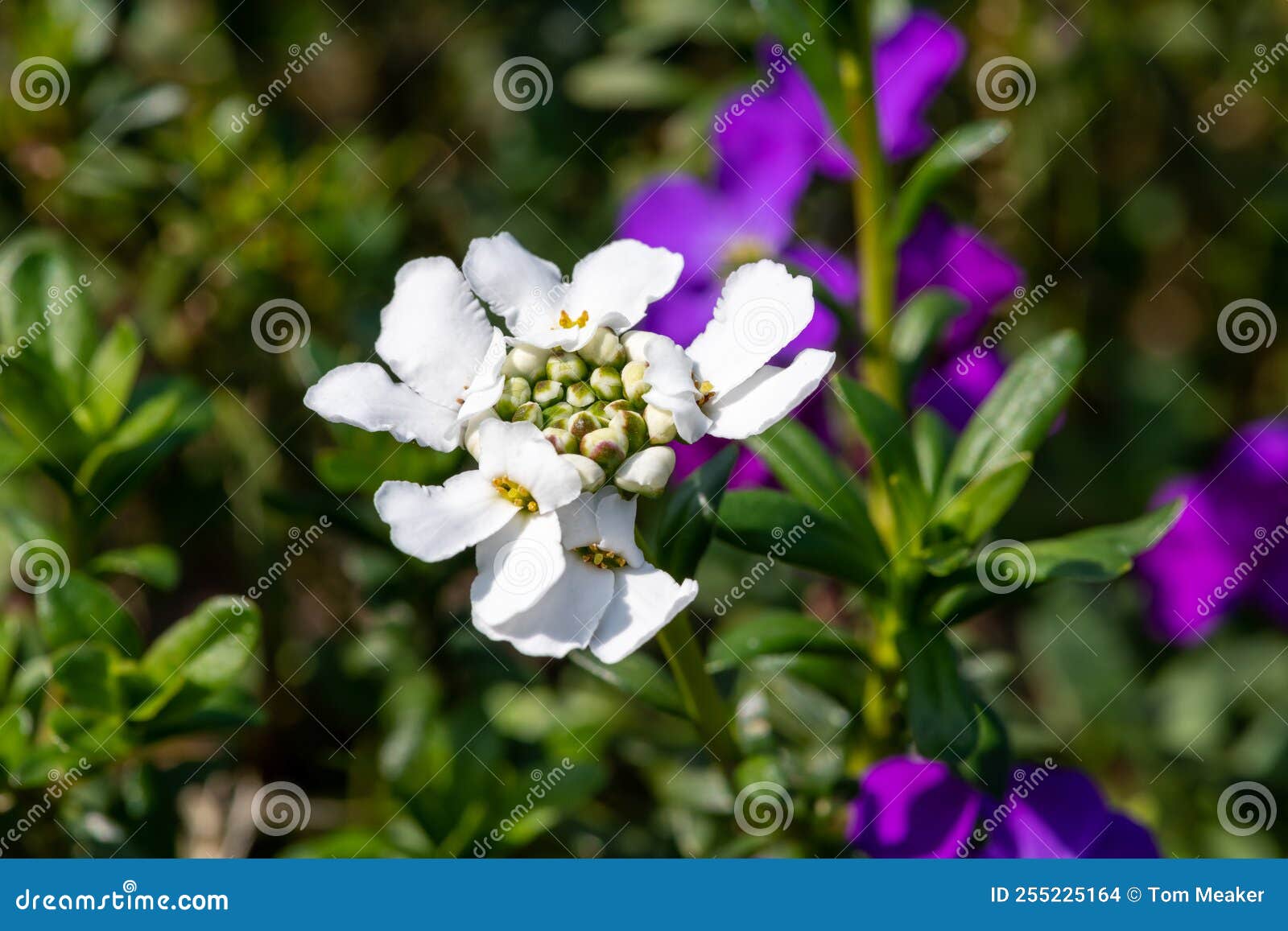 Evergreen Candytuft Iberis Sempervirens Flowers Stock Photo - Image of ...