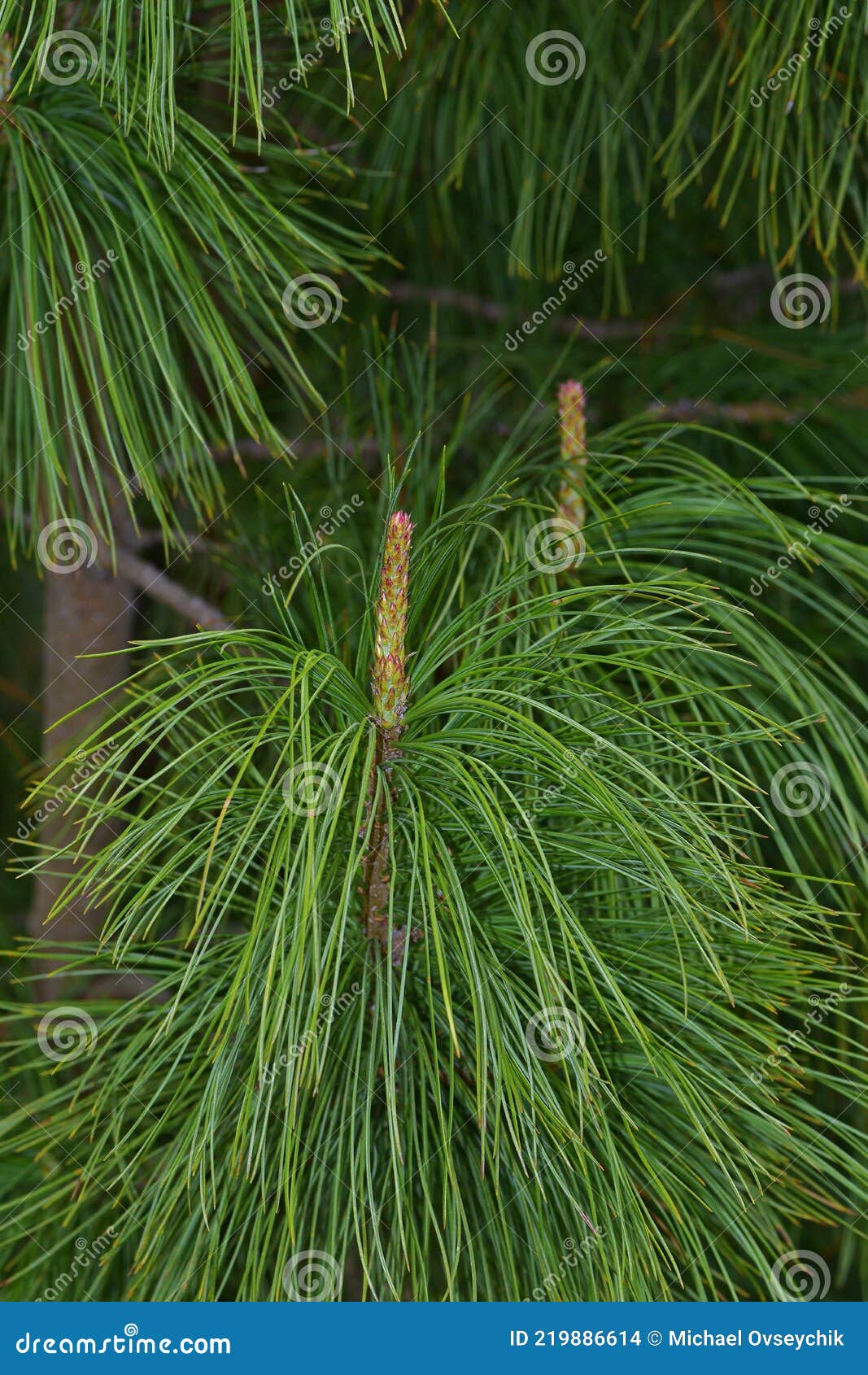 Evergreen cedar branches stock photo. Image of cedar - 219886614
