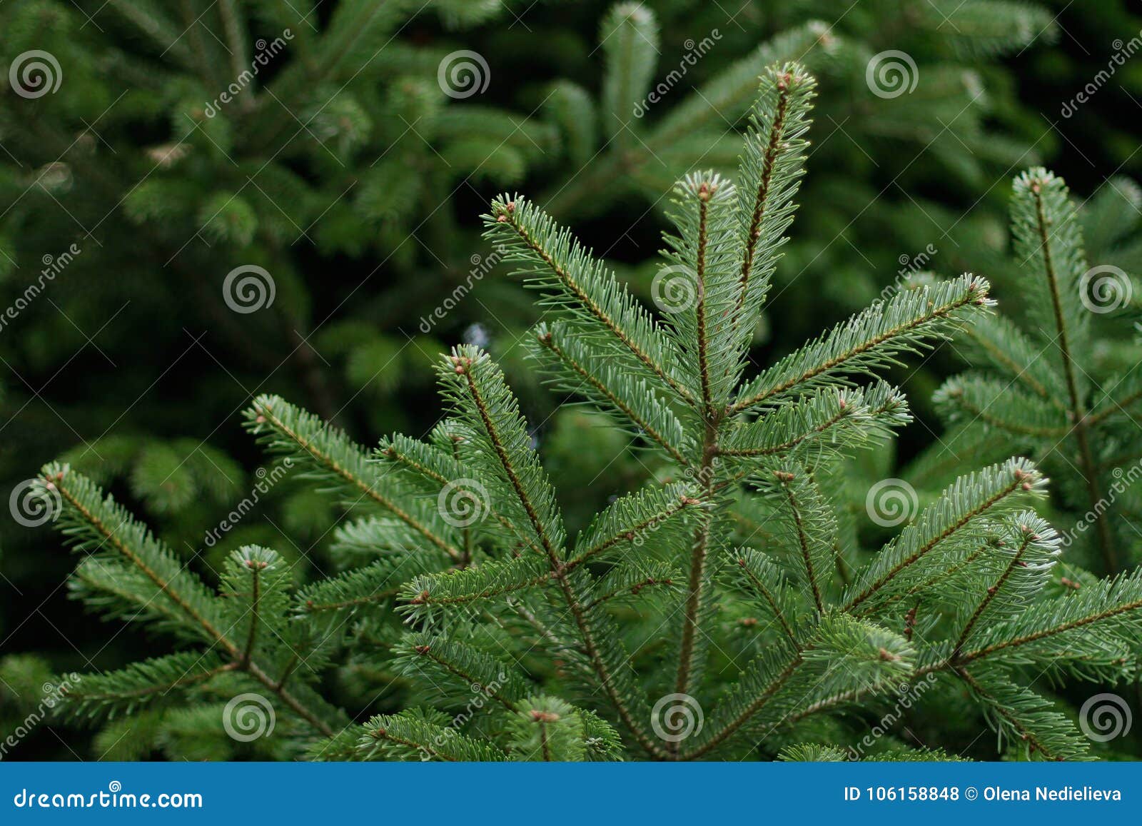 Evergreen Christmas Tree Full Frame Stock Photo - Image of coniferous ...