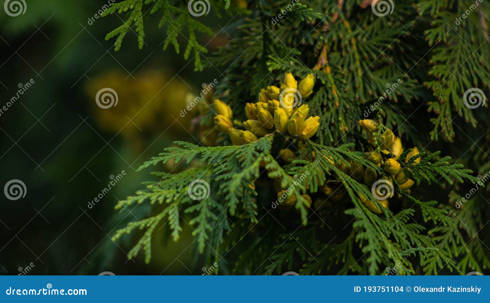 Evergreen Christmas Tree with Small Yellow Cones Stock Photo - Image of ...