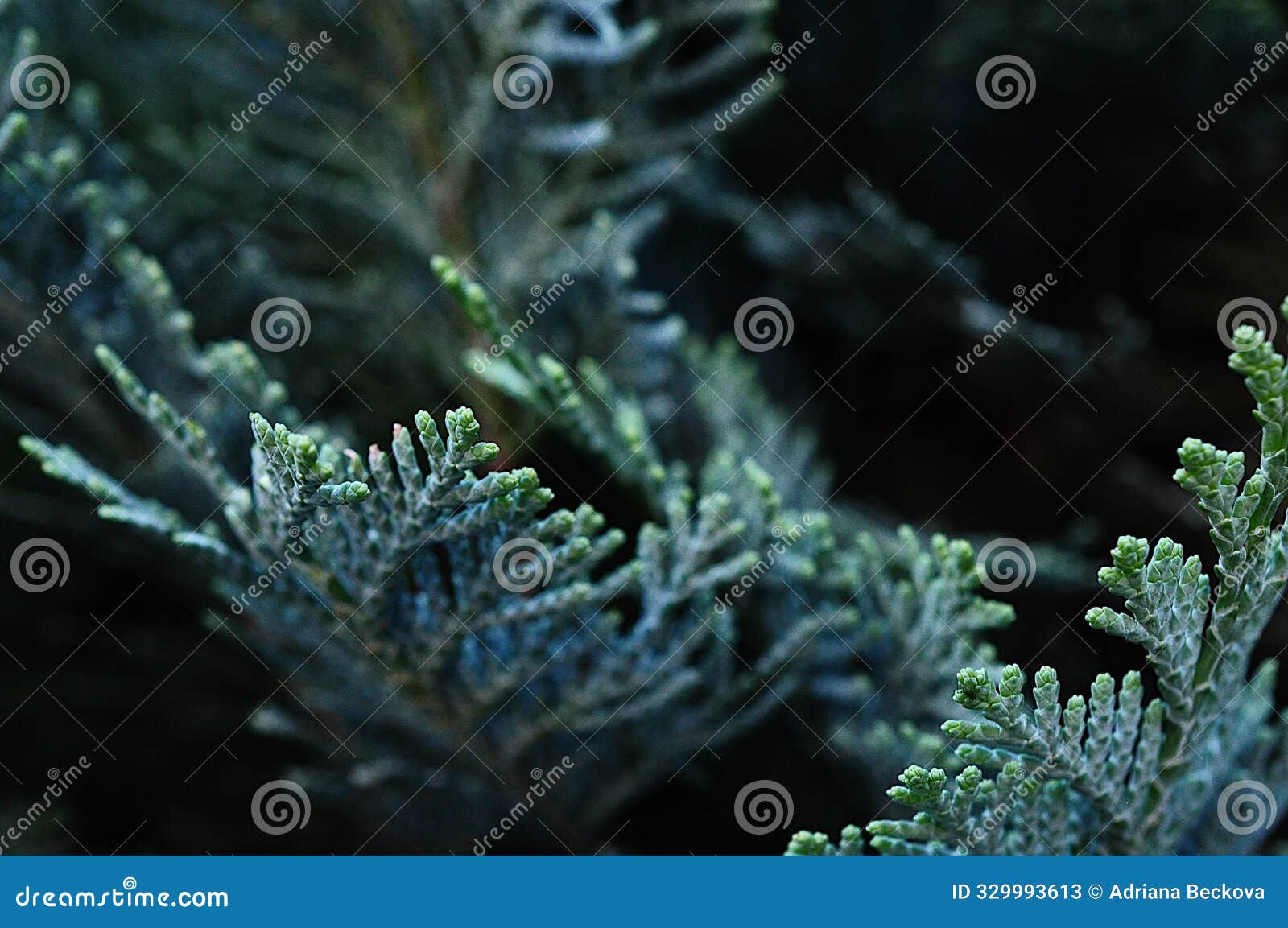 Evergreen - Structure in the Nature Stock Image - Image of nature ...