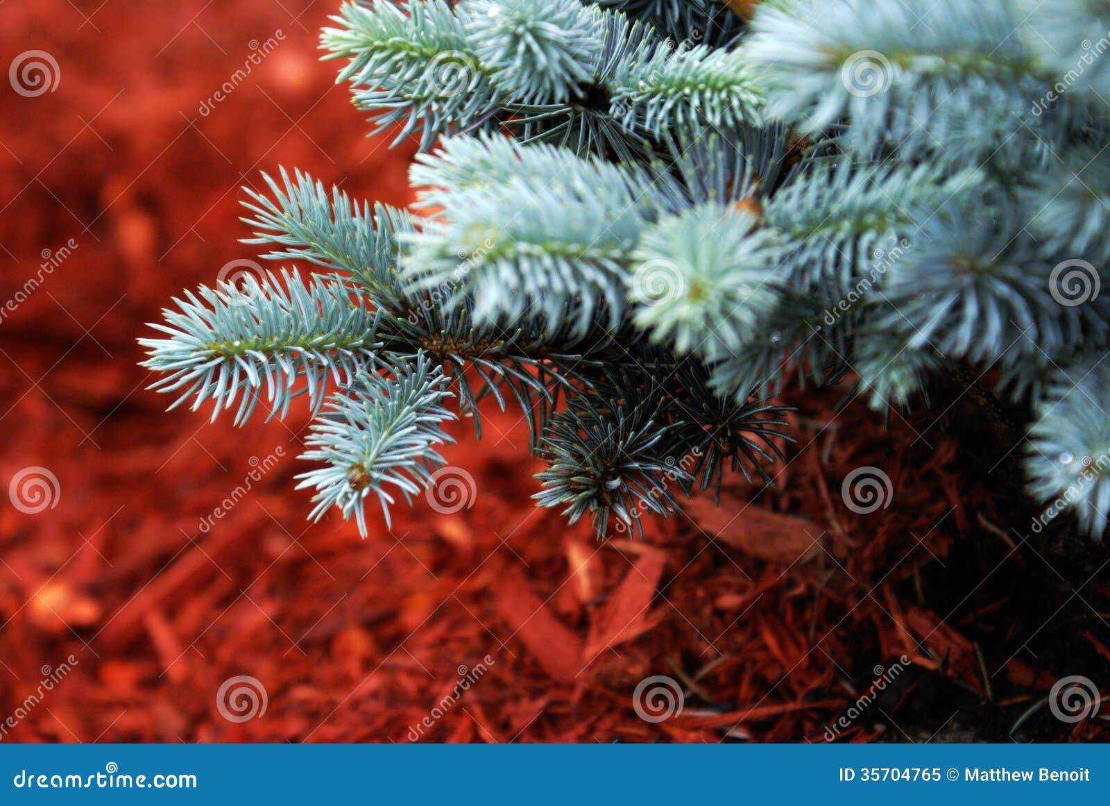 Evergreen stock image. Image of seasonal, pine, greenery - 35704765