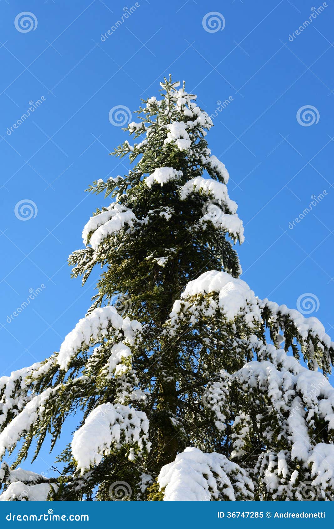 Evergreen Conifer with Snow Covered Branches Stock Image - Image of ...