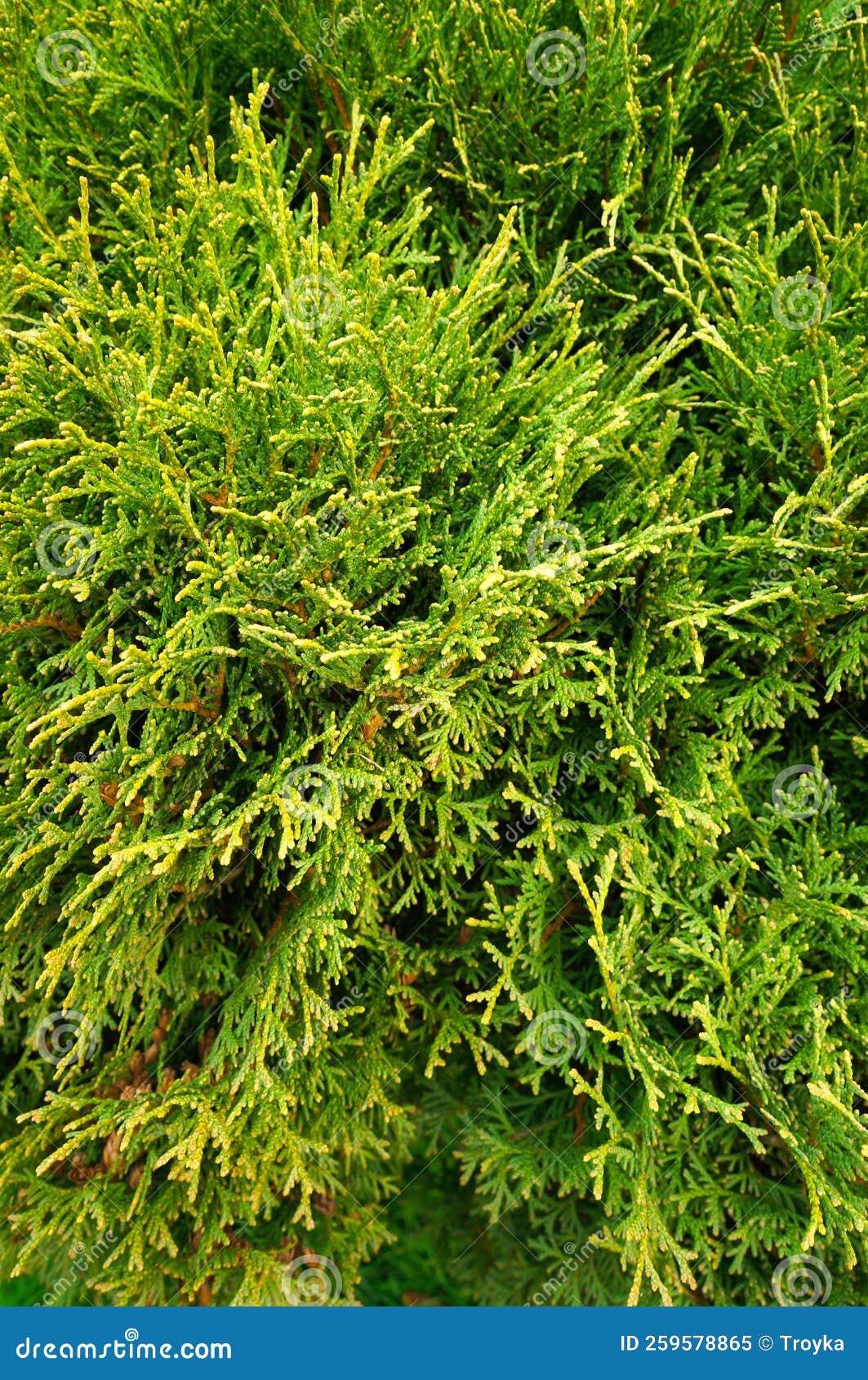 Evergreen Conifer Tree Thuja Arborvitae. Natural Background Stock Image ...