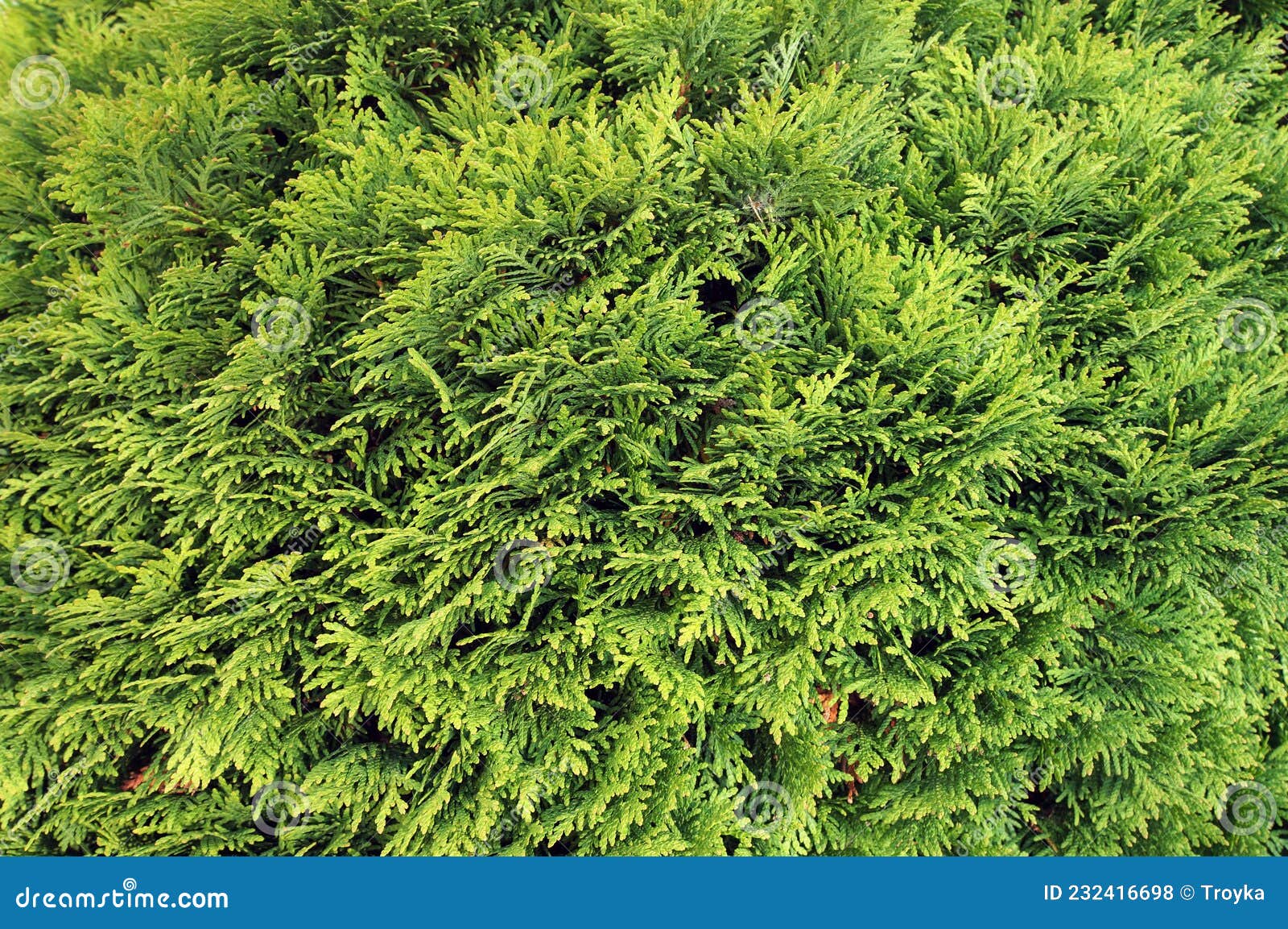 Thuja. Arborvitae Cones Royalty-Free Stock Photo | CartoonDealer.com ...