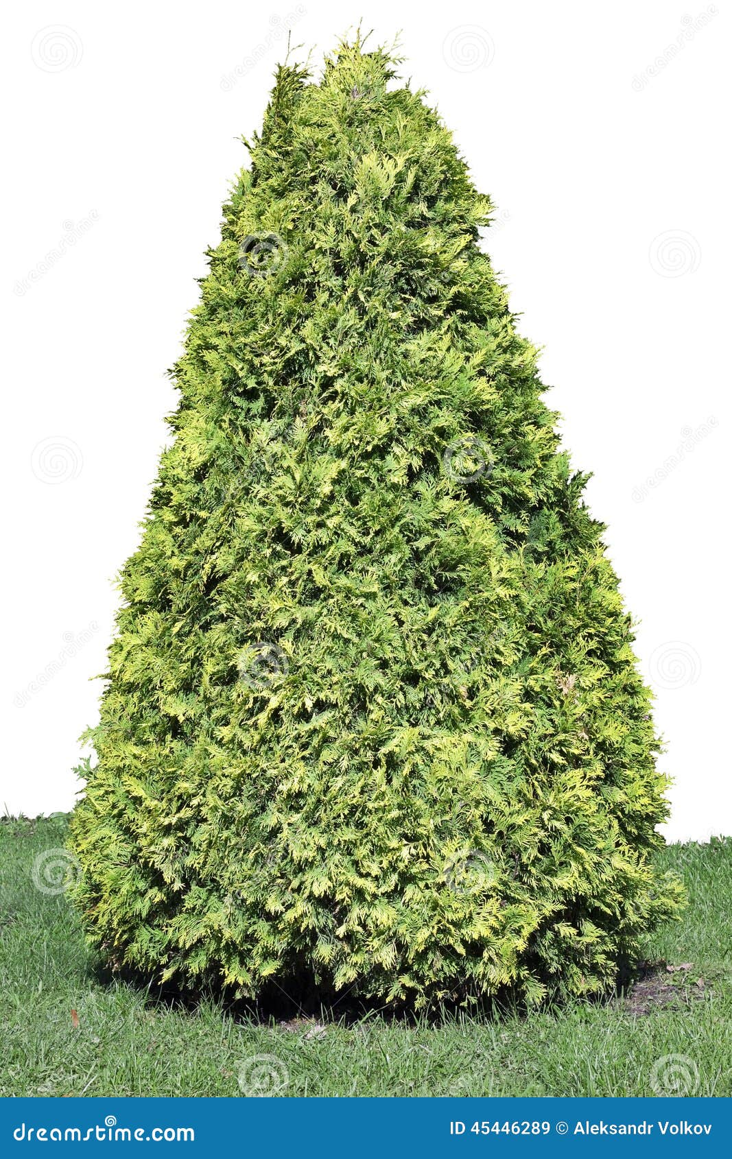 Evergreen Coniferous Tree Isolated Stock Image - Image of white ...