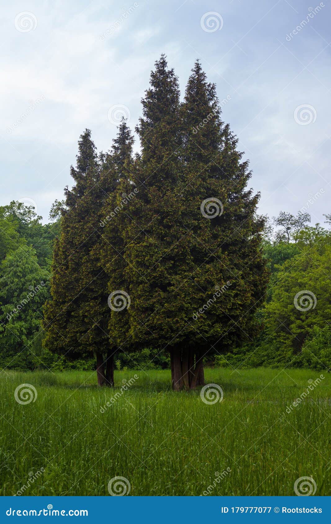 Evergreen coniferous trees stock image. Image of outdoors - 179777077