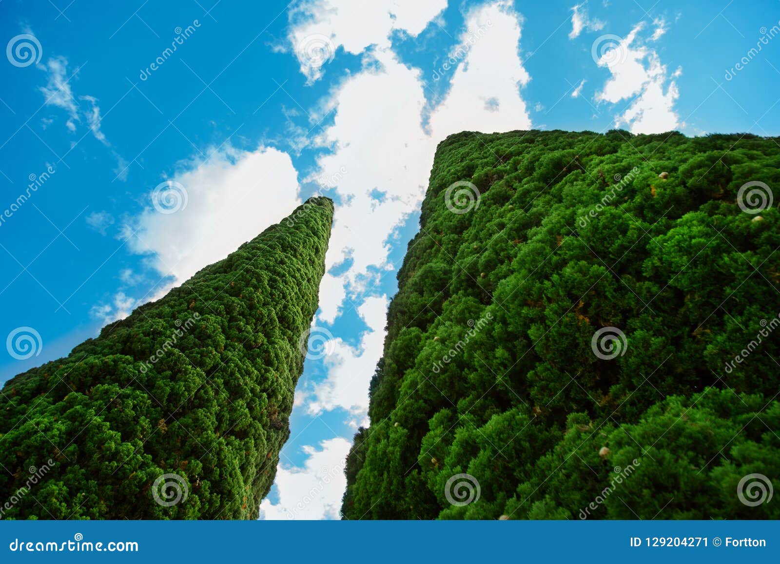 Evergreen Cypress Pyramidal Shape. Cypress in Nature. Stock Image ...