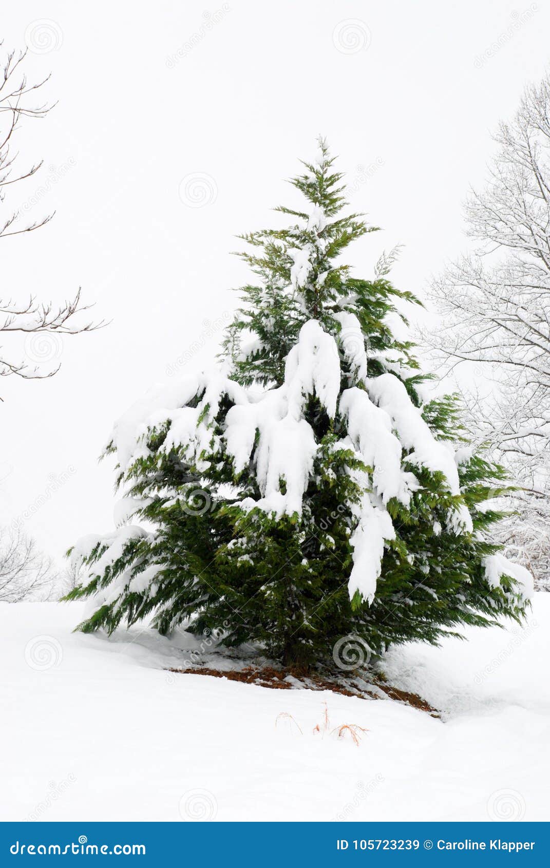 Evergreen in the Snow stock image. Image of lovely, winter - 105723239