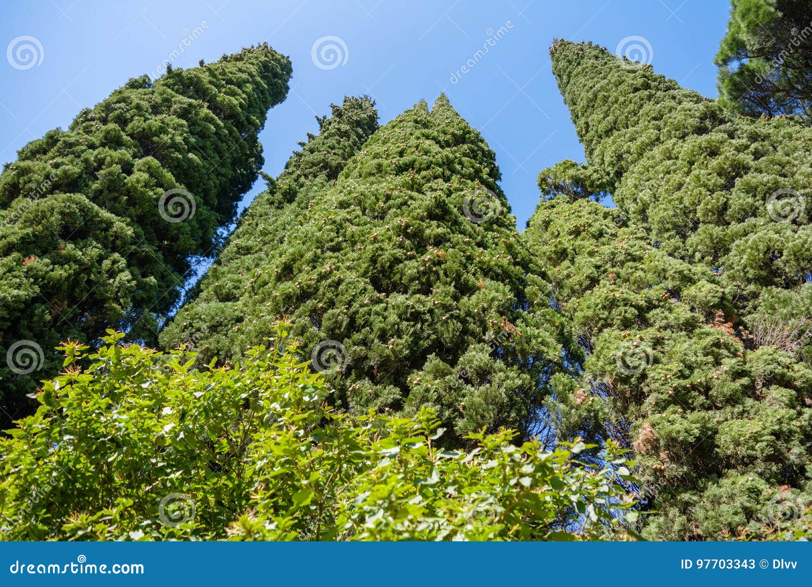 Cupressus Sempervirens The Mediterranean Cyprus Tree Royalty-Free Stock ...