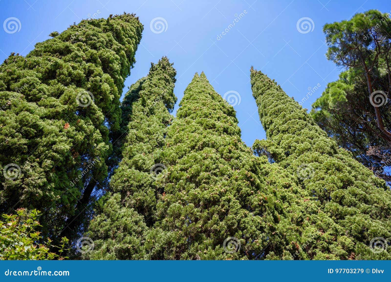 Cupressus Sempervirens The Mediterranean Cyprus Tree Royalty-Free Stock ...
