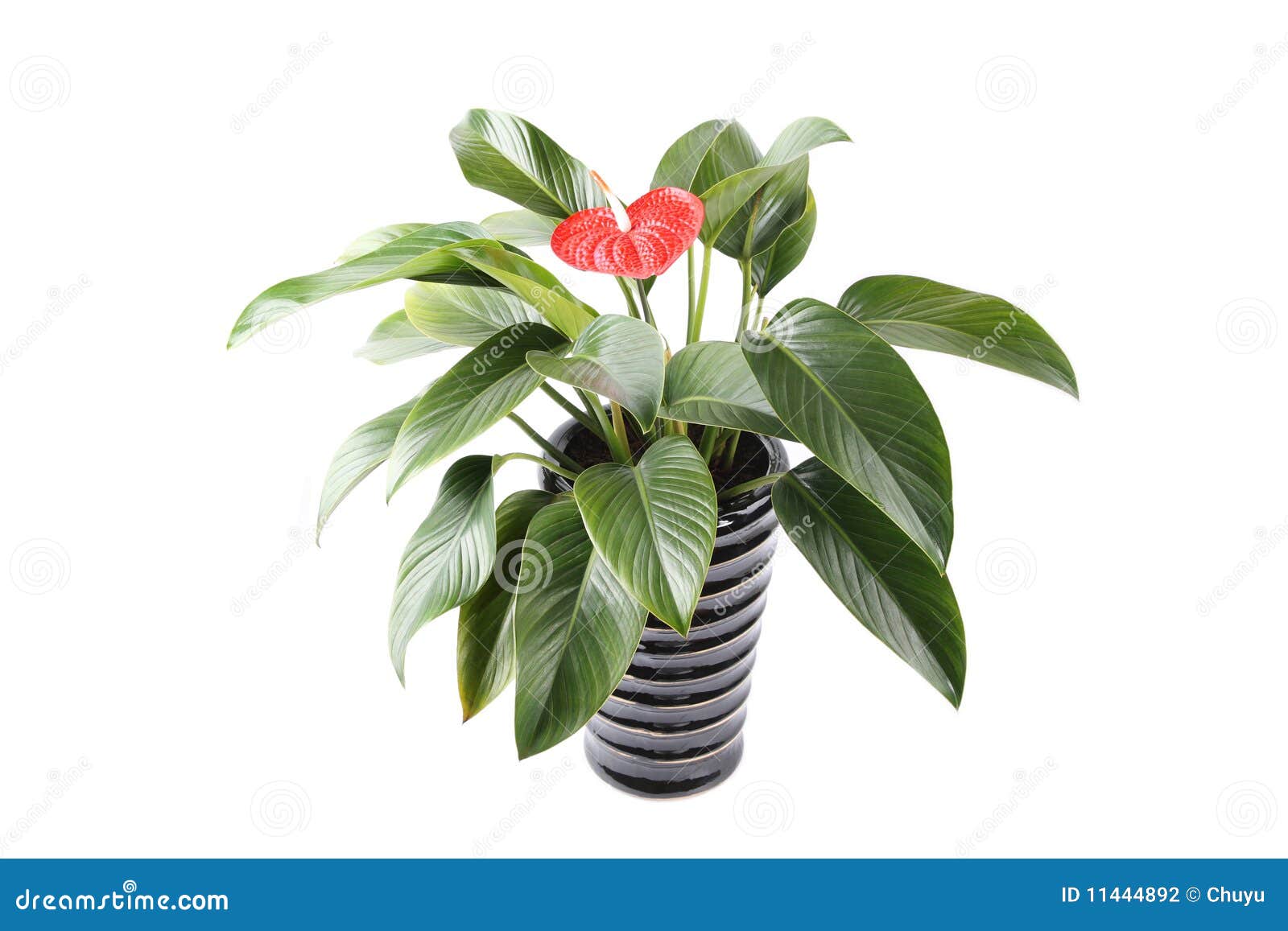 Evergreen diamond plant stock photo. Image of potted - 11444892