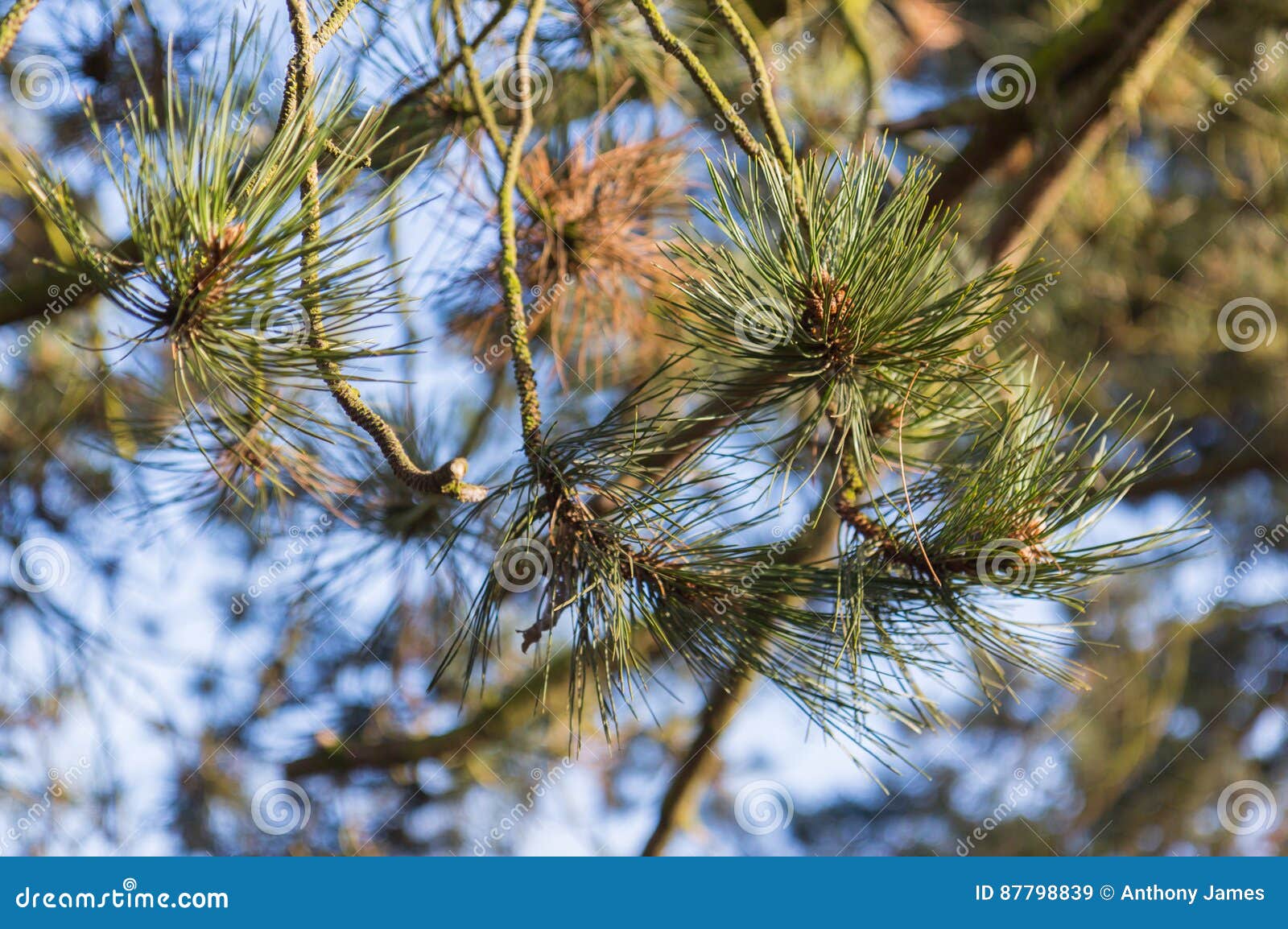 Evergreen fern trees stock image. Image of evergreen - 87798839