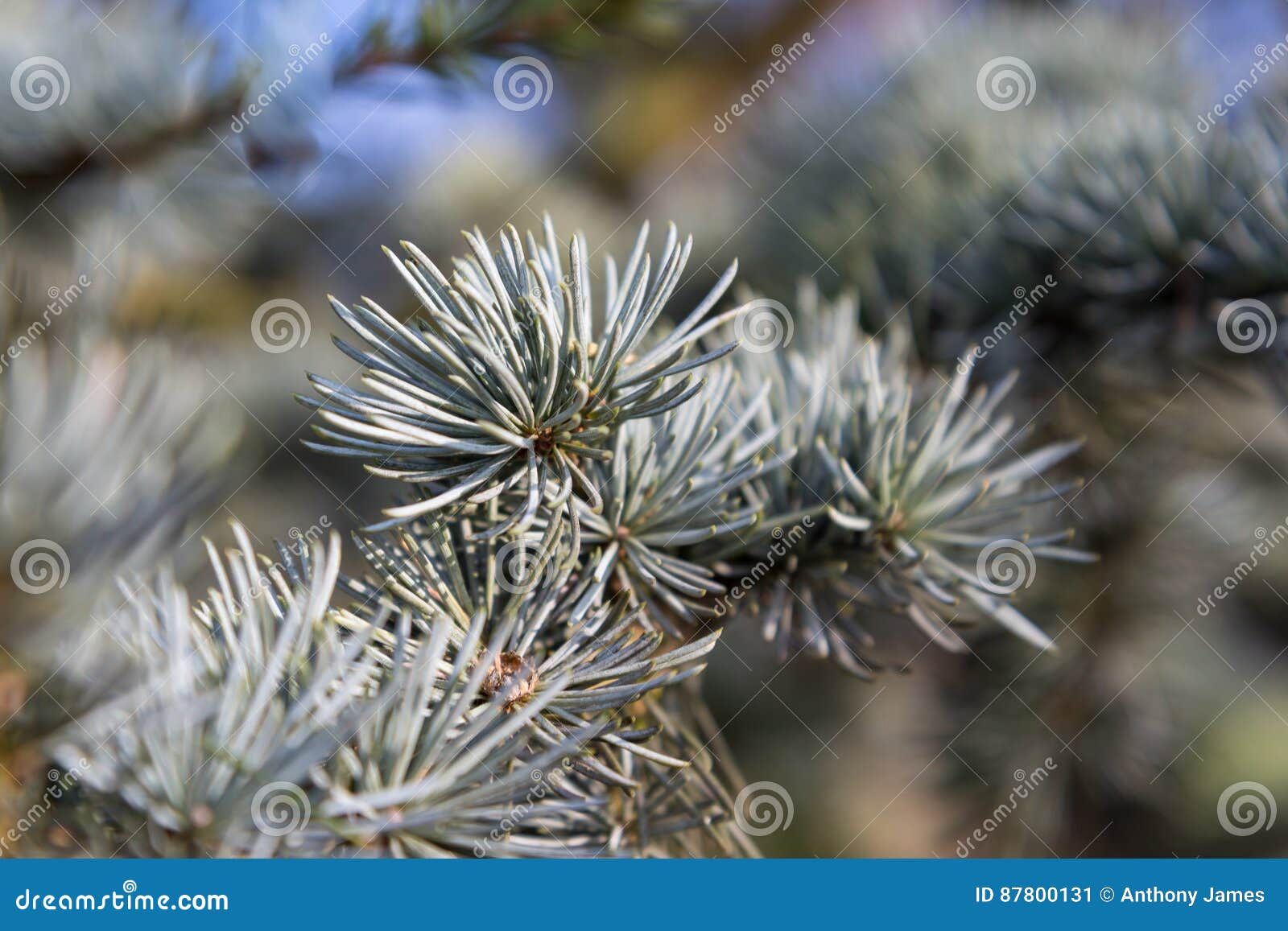 Evergreen fern trees stock image. Image of pines, daytime - 87800131