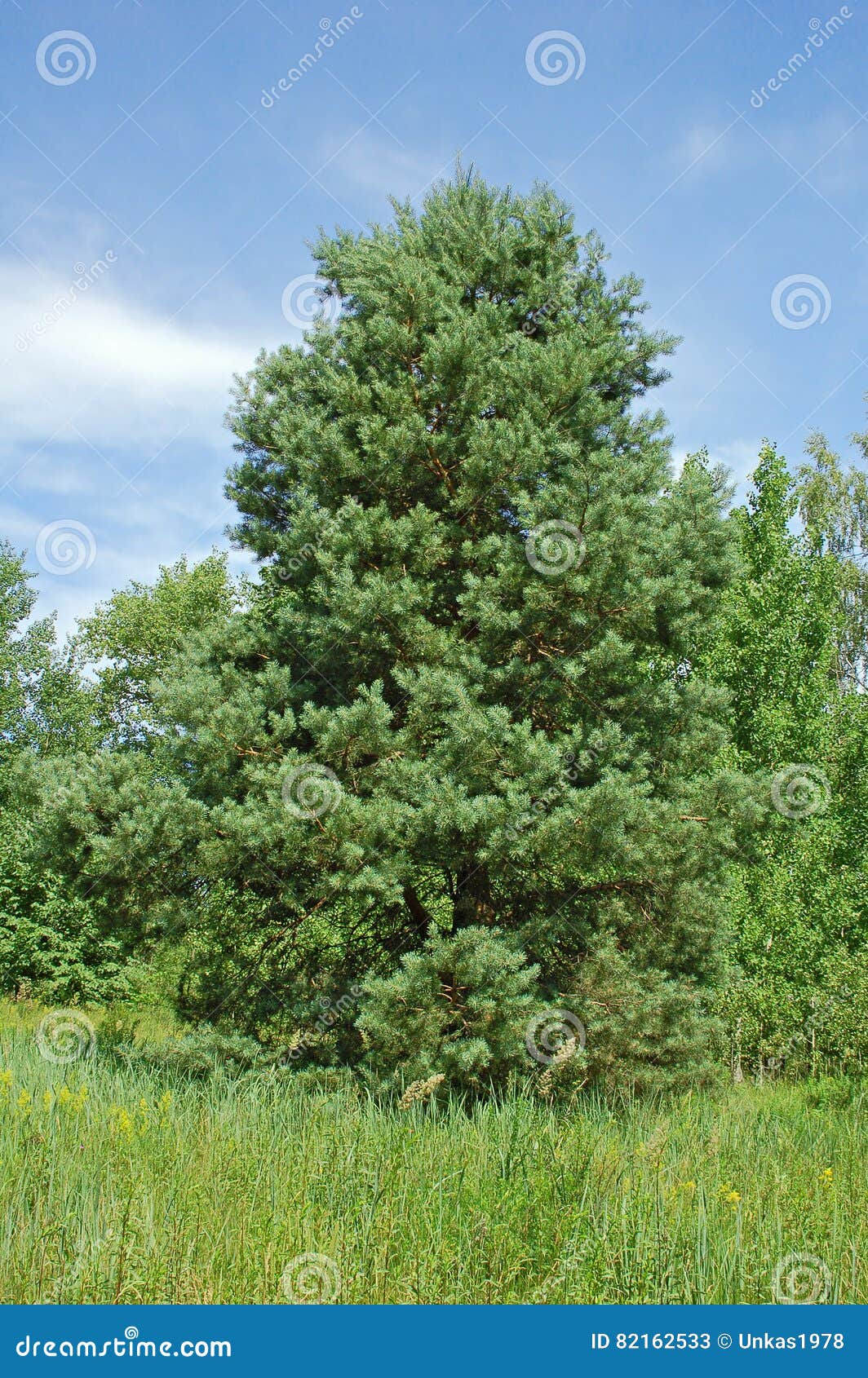 Evergreen fir tree stock image. Image of evergreens, park - 82162533