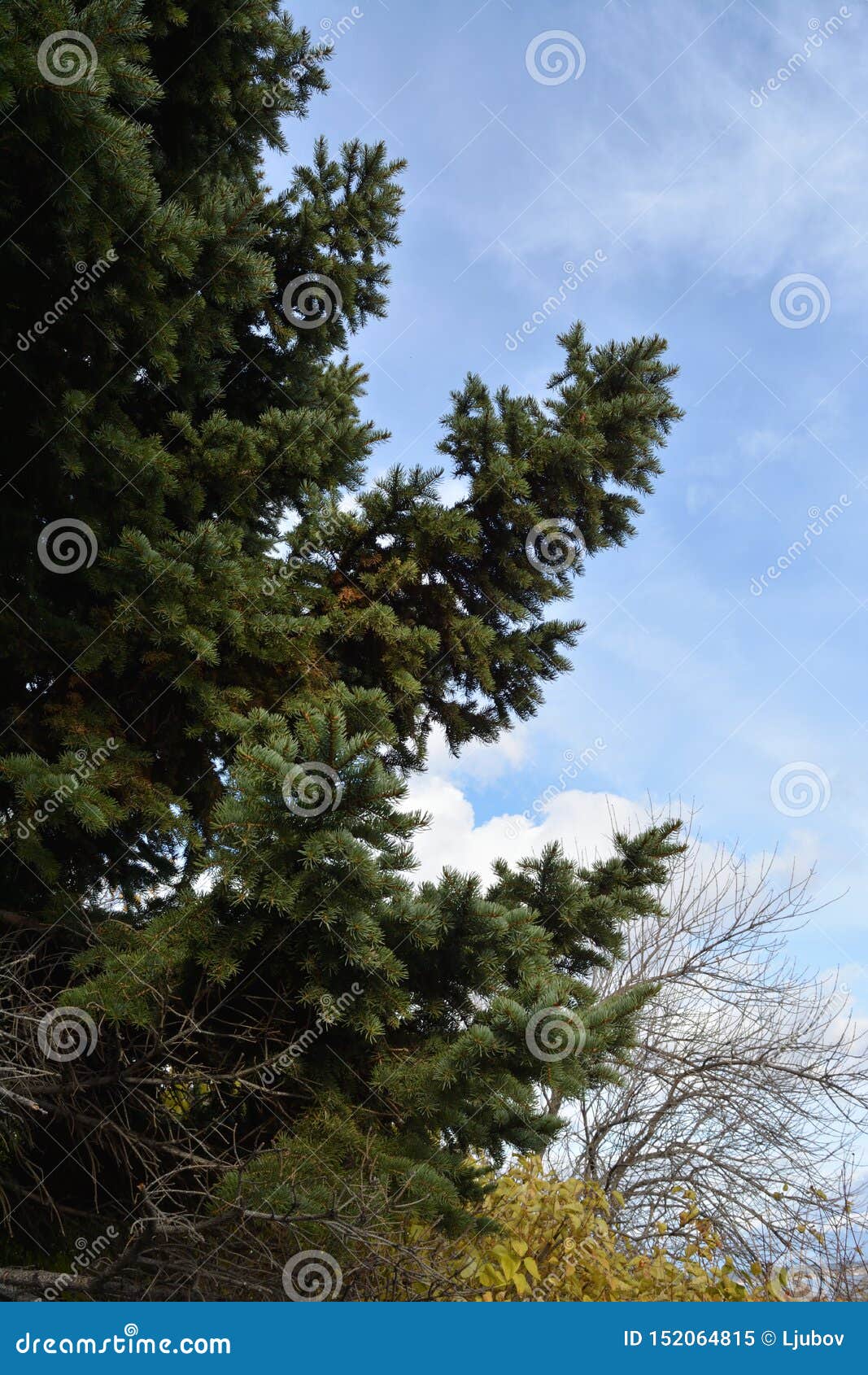 Evergreen Fir Tree in the Park in Autumn Stock Image - Image of ...