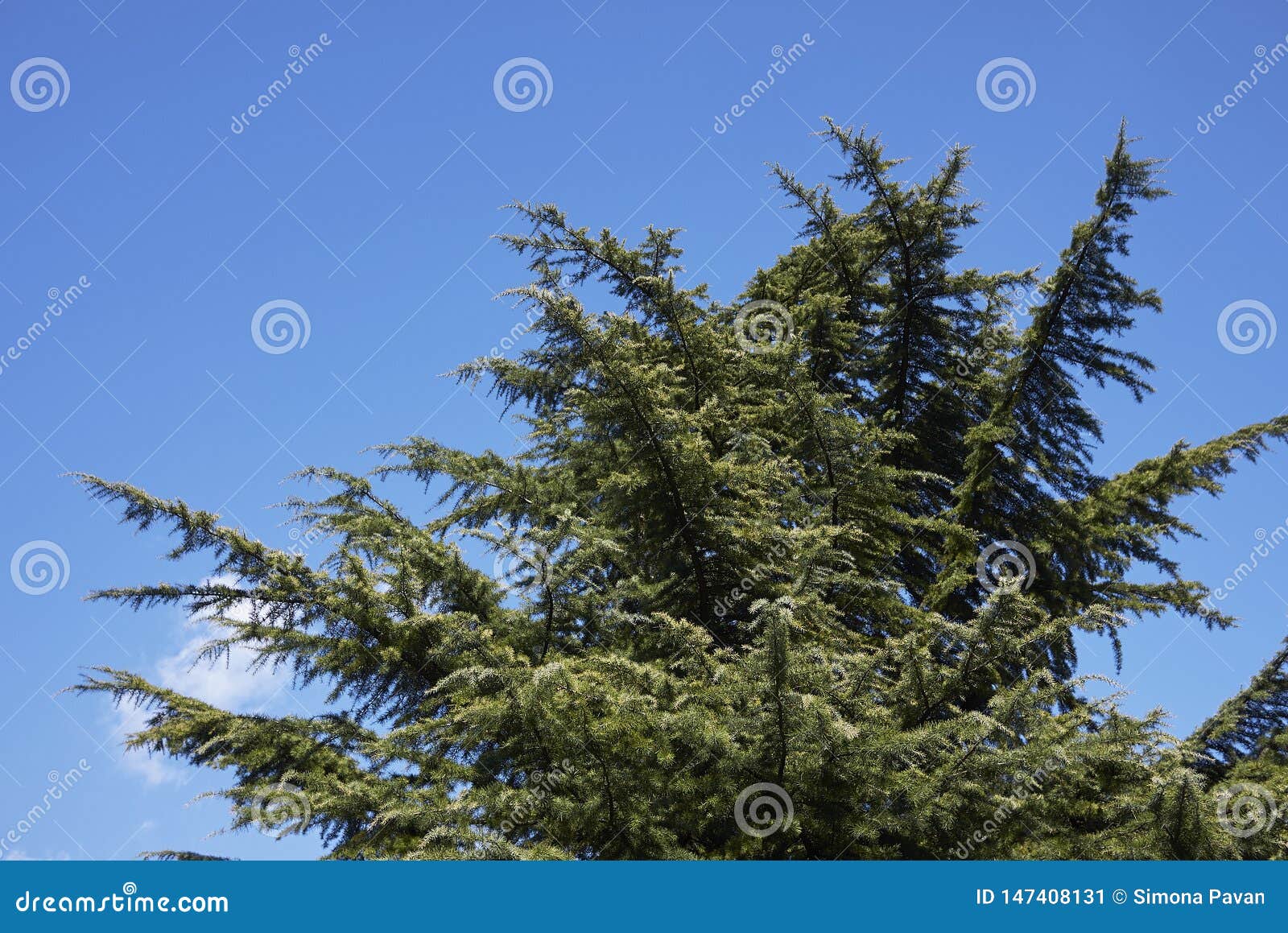 Cedrus deodara tree stock image. Image of branch, coniferous - 147408131